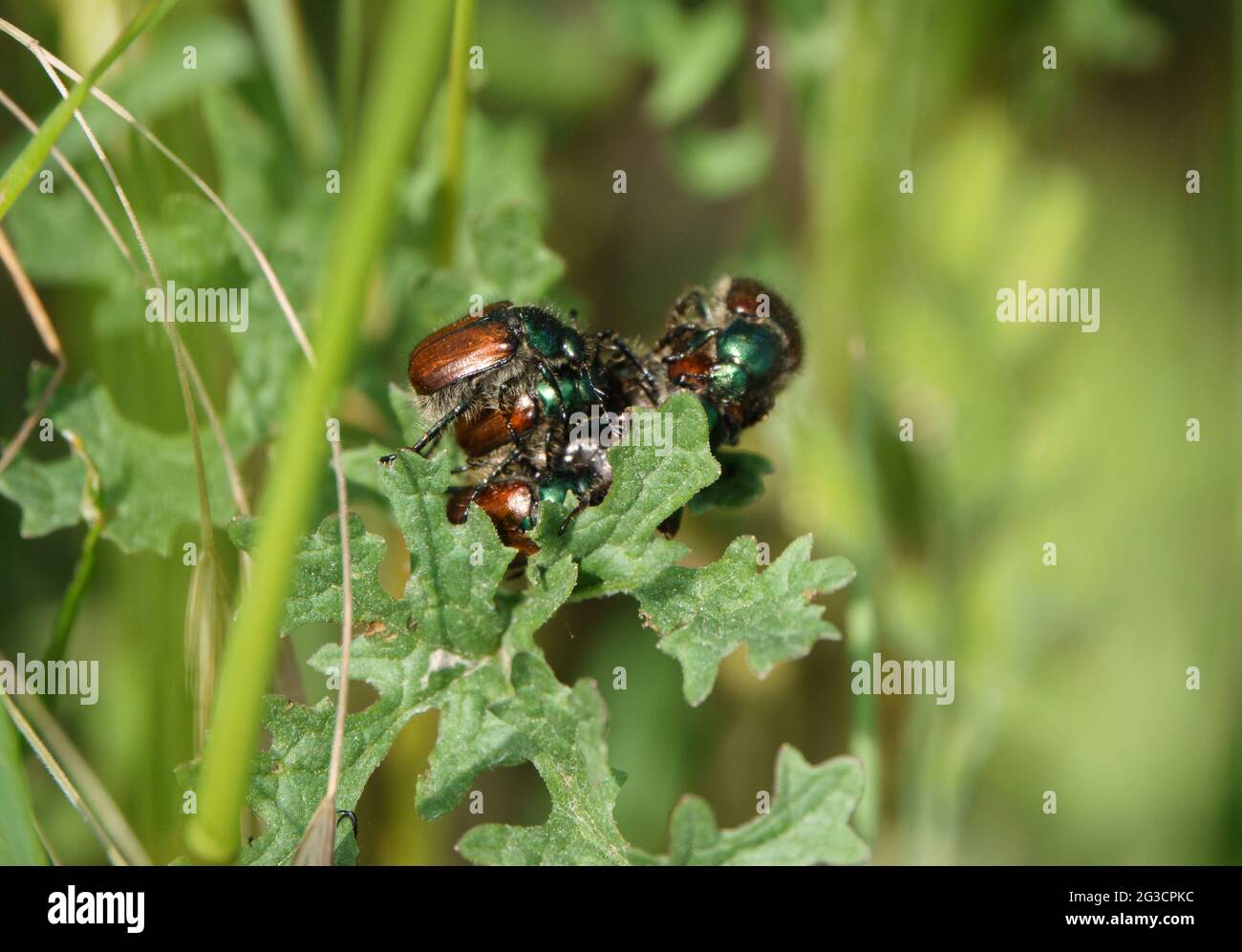 Flying beetles hi-res stock photography and images - Alamy