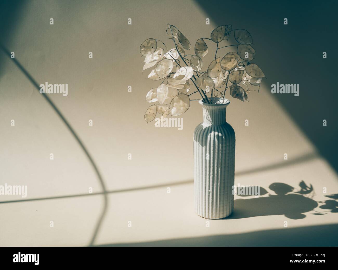 Bouquet of dried lunaria in ceramic vase on beige studio background ...