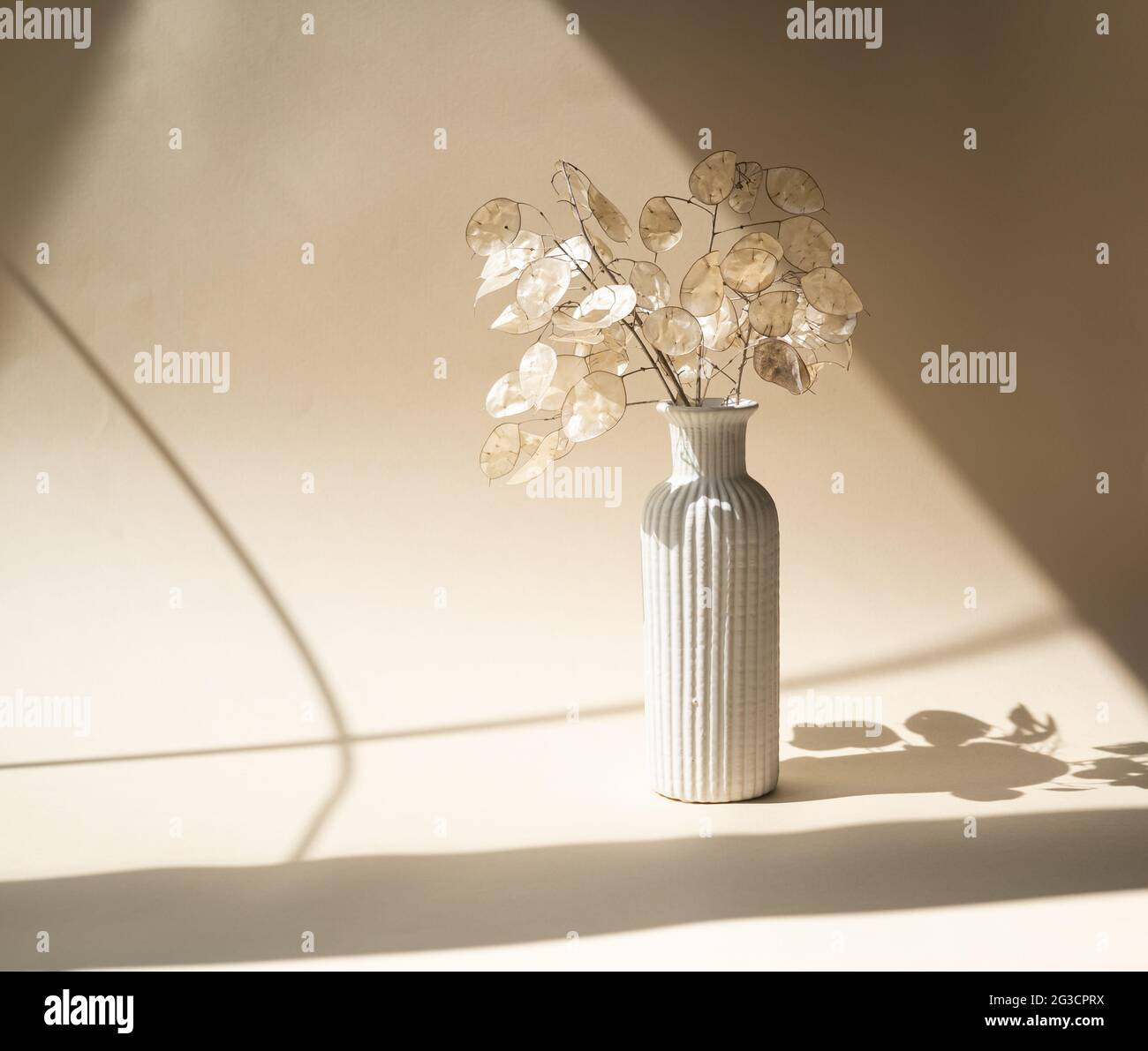 Bouquet of dried lunaria in ceramic vase on beige studio background ...