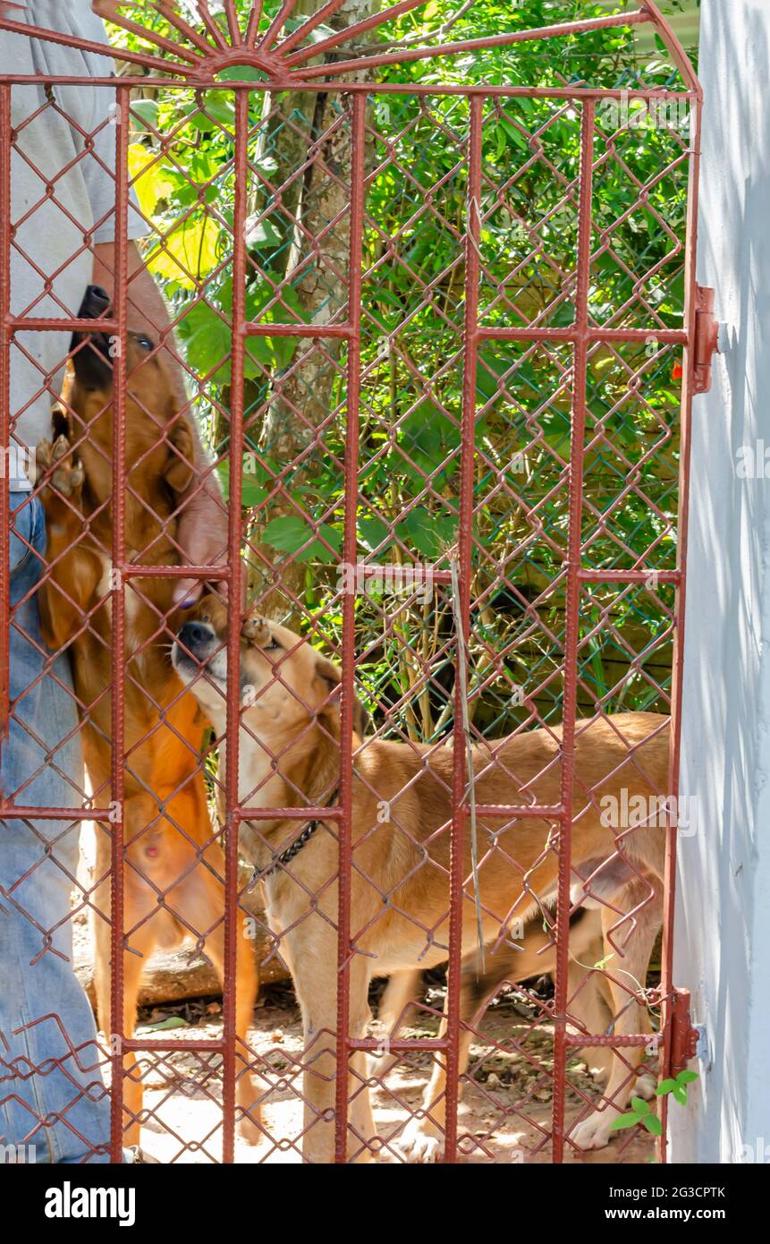 Dogs At Gate Stock Photo - Alamy