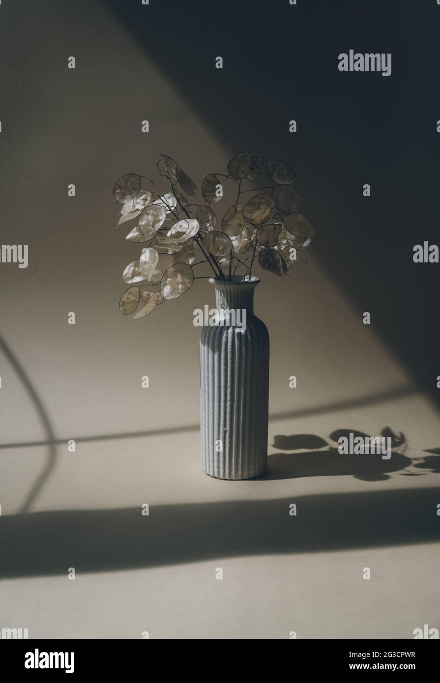 Bouquet of dried lunaria in ceramic vase on beige studio background ...