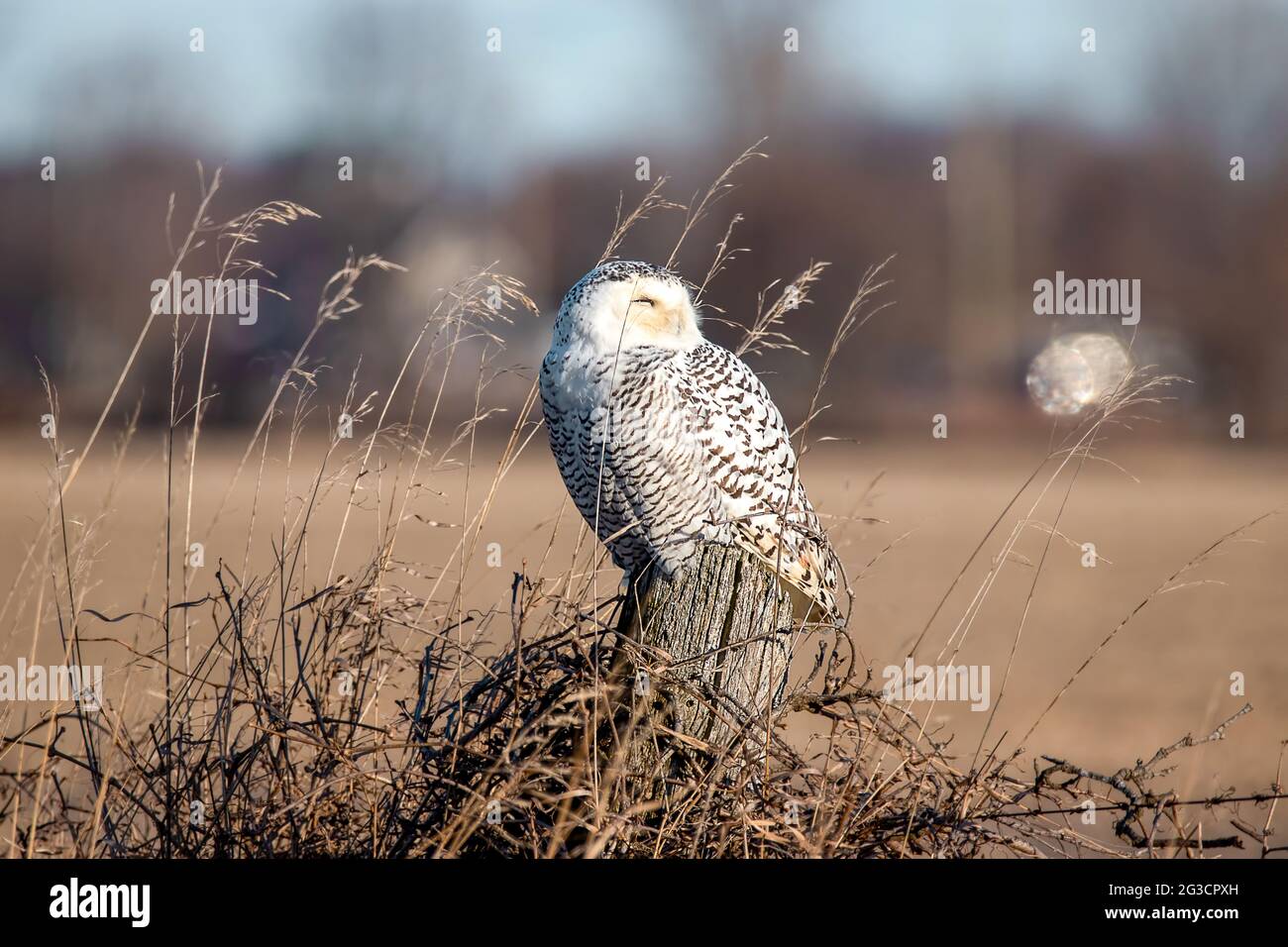 Snowy owl (Bubo scandiacus) in farm country - on an old fence post with ...