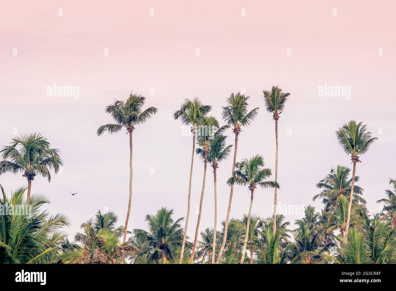 coconut trees with pink sky at sunset Stock Photo - Alamy