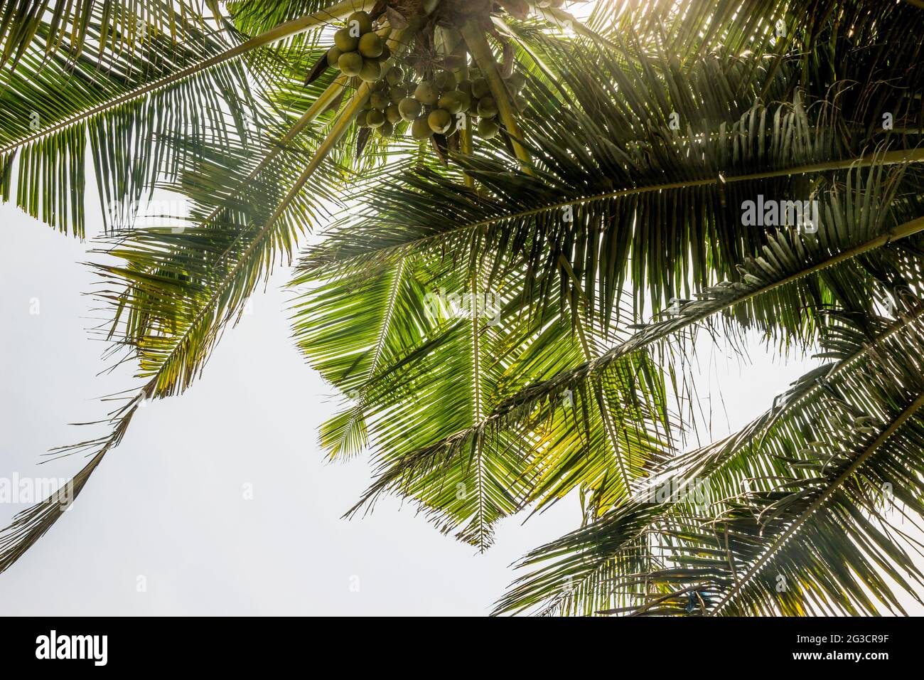 Coconut tree branches hi-res stock photography and images - Alamy