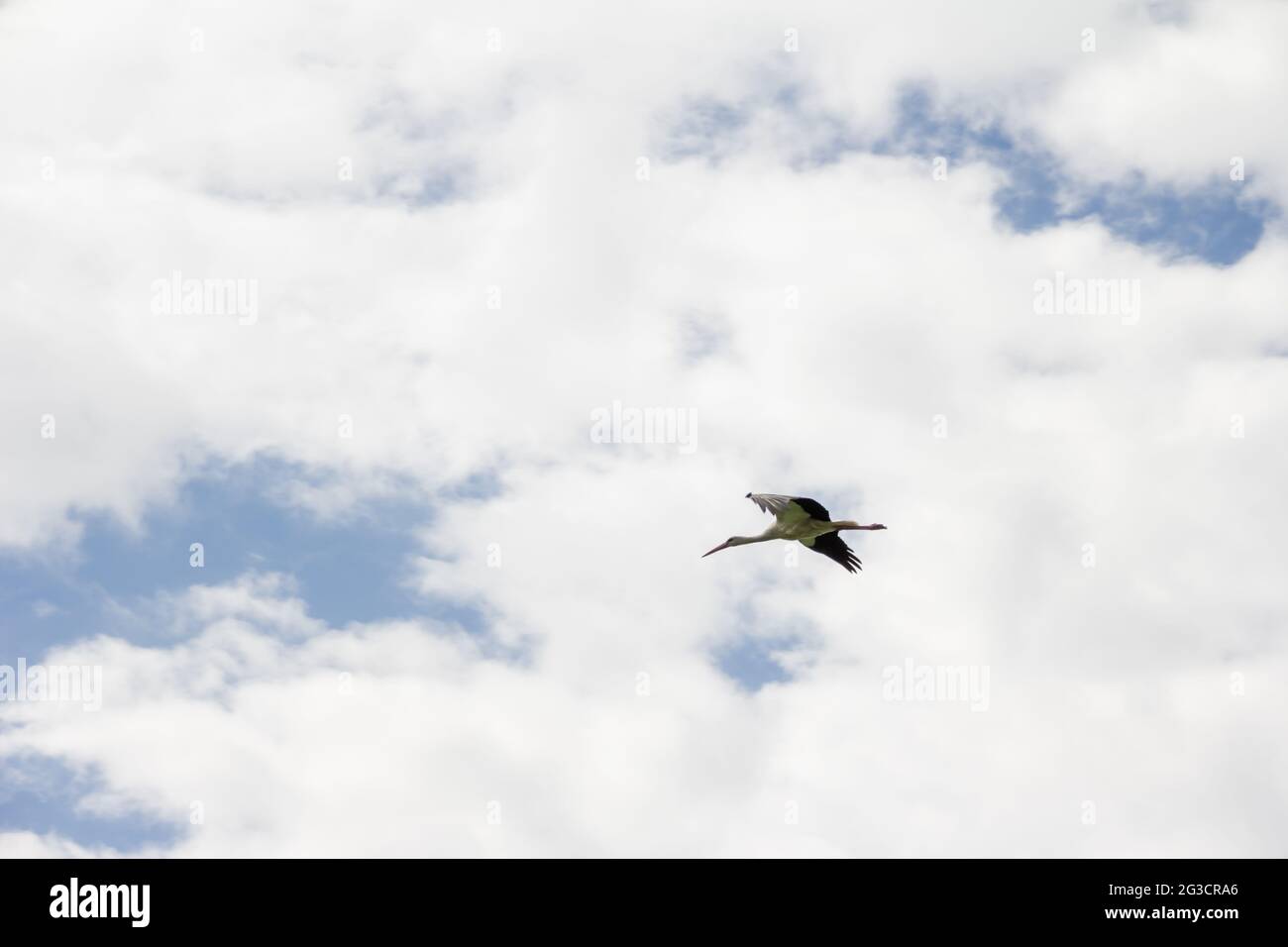 White stork flying in the blue sky with clouds Stock Photo - Alamy