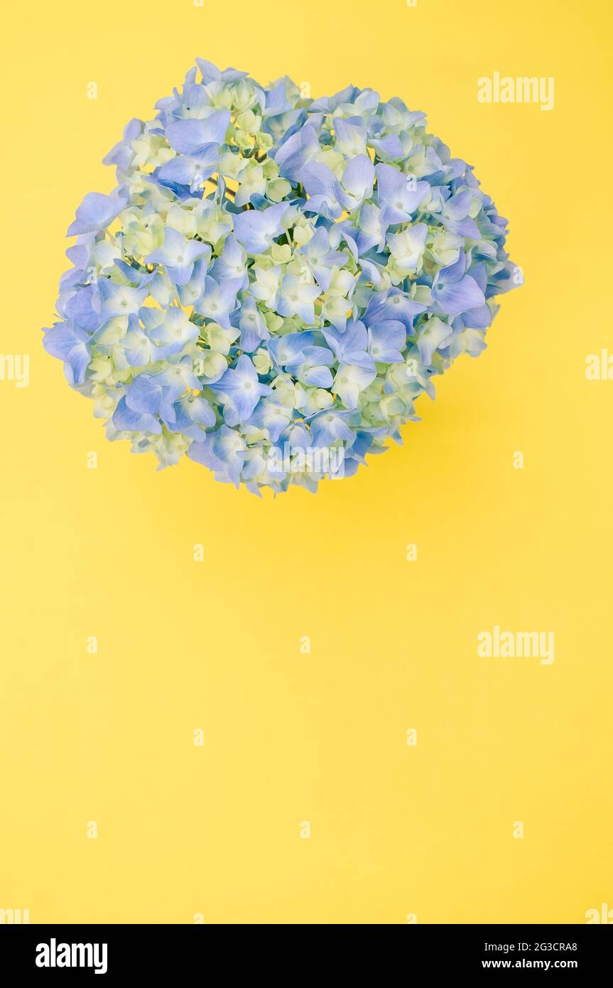 Vertical shot of blue hydrangea flowers isolated on a yellow background ...