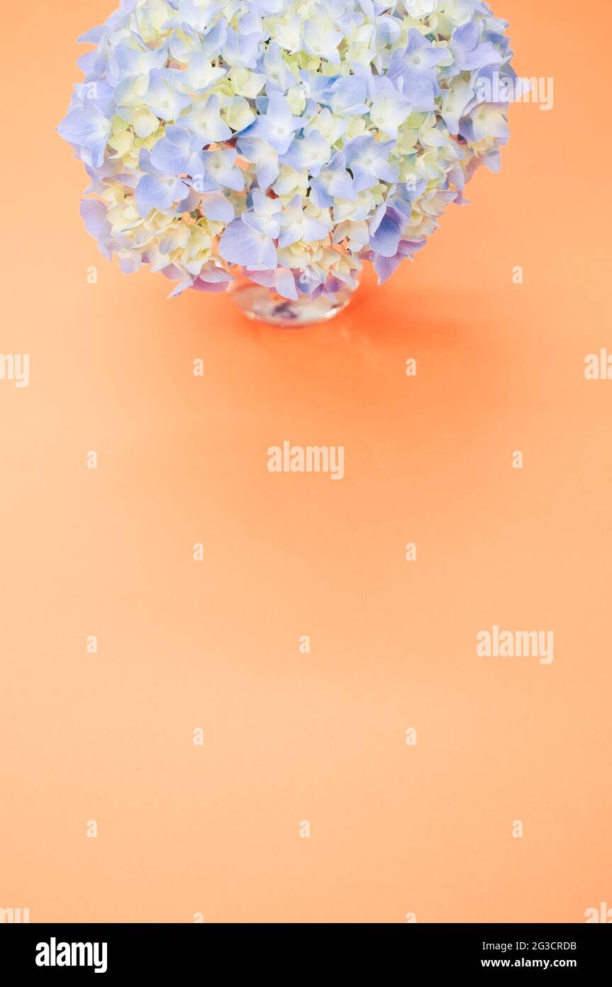 Vertical shot of blue hydrangea flowers isolated on a peach background ...