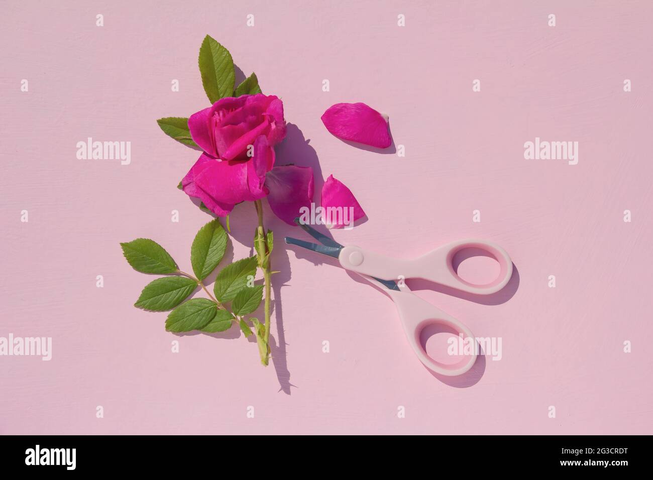 The concept of a rose cut with scissors. Top view, bright and pastel ...