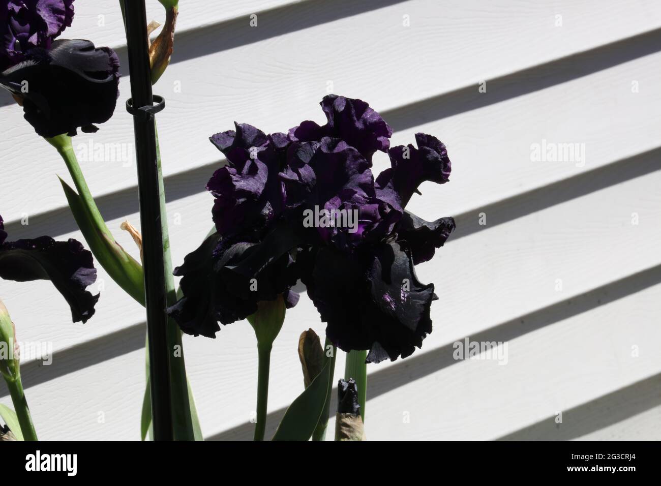 Raven girl hi-res stock photography and images - Alamy