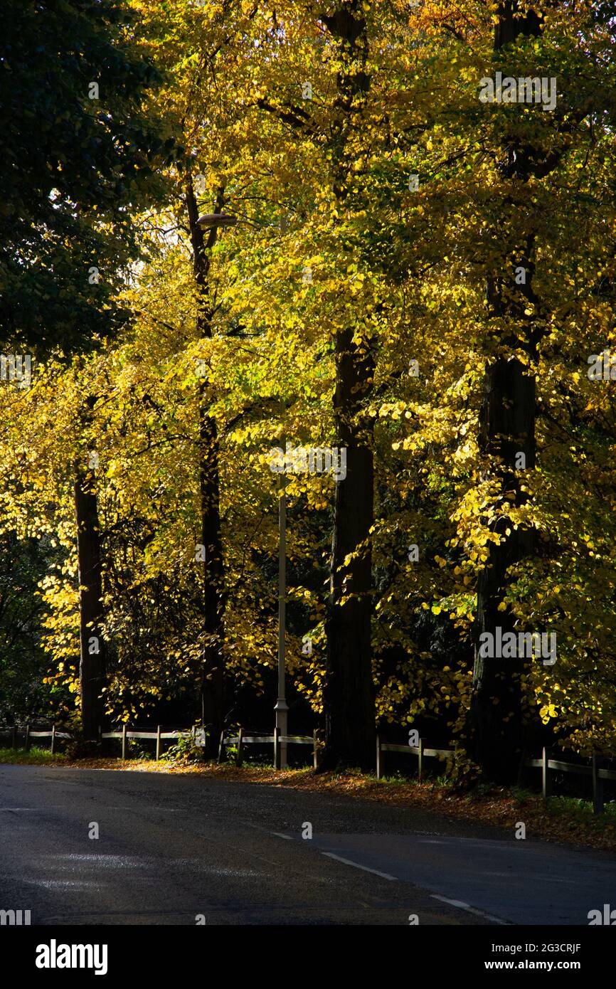 Streetlight through trees hi-res stock photography and images - Alamy