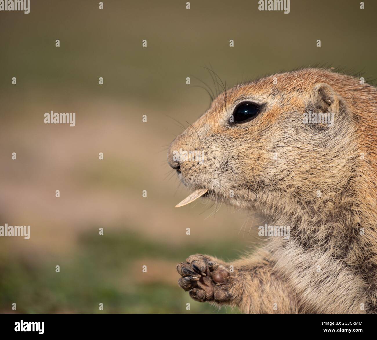 Spermophilus major hi-res stock photography and images - Alamy