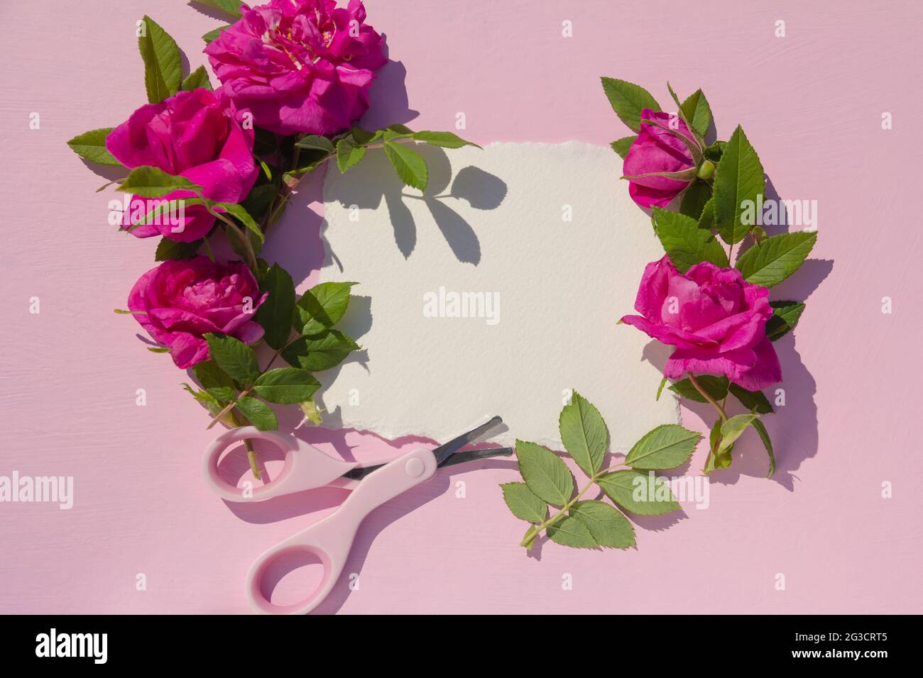 Blank paper card mockup on pink pastel background and purple rose ...