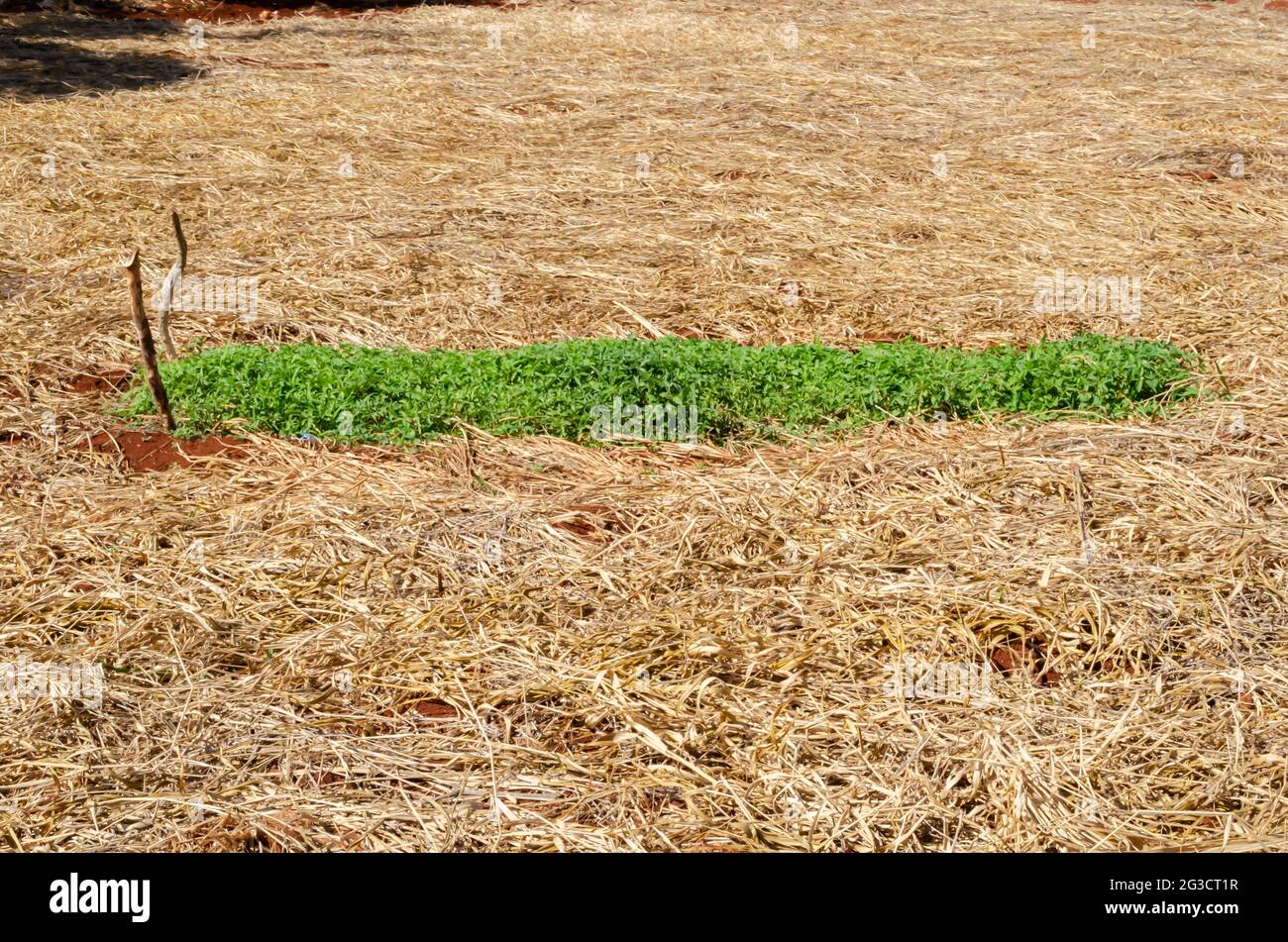 Seed bed hi-res stock photography and images - Alamy
