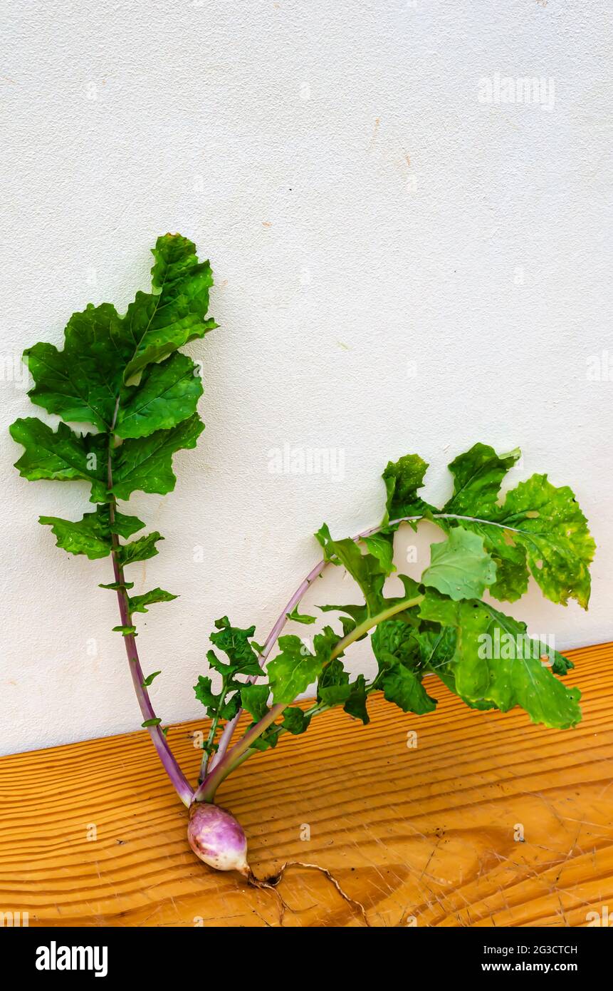 Whole Turnip On Board Surface Stock Photo - Alamy