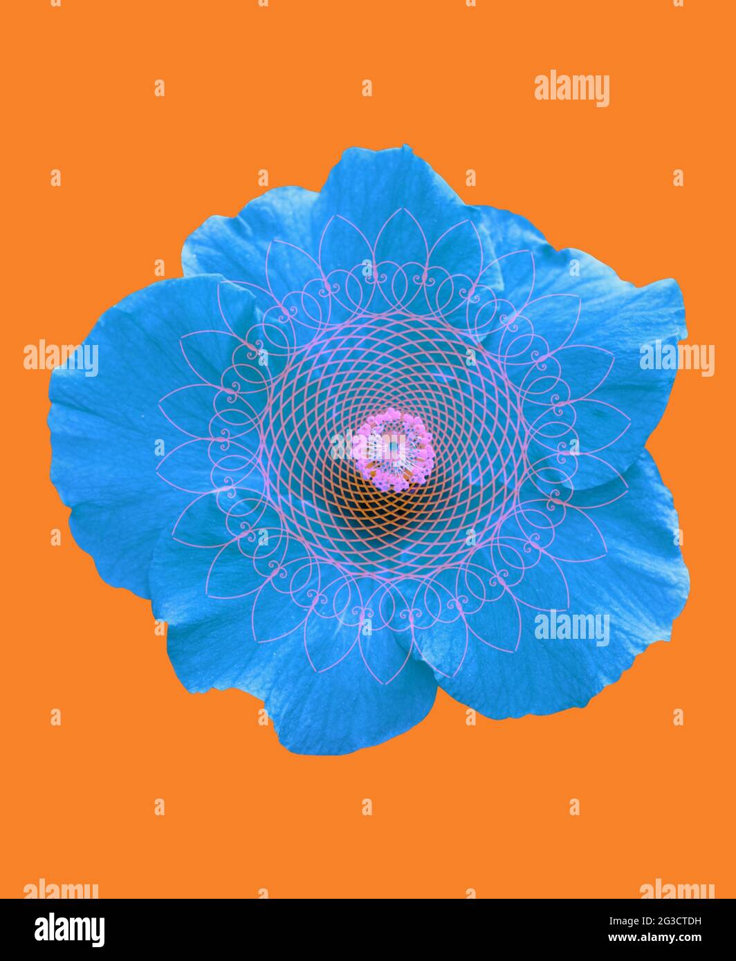 Sacred Geometry In Plants