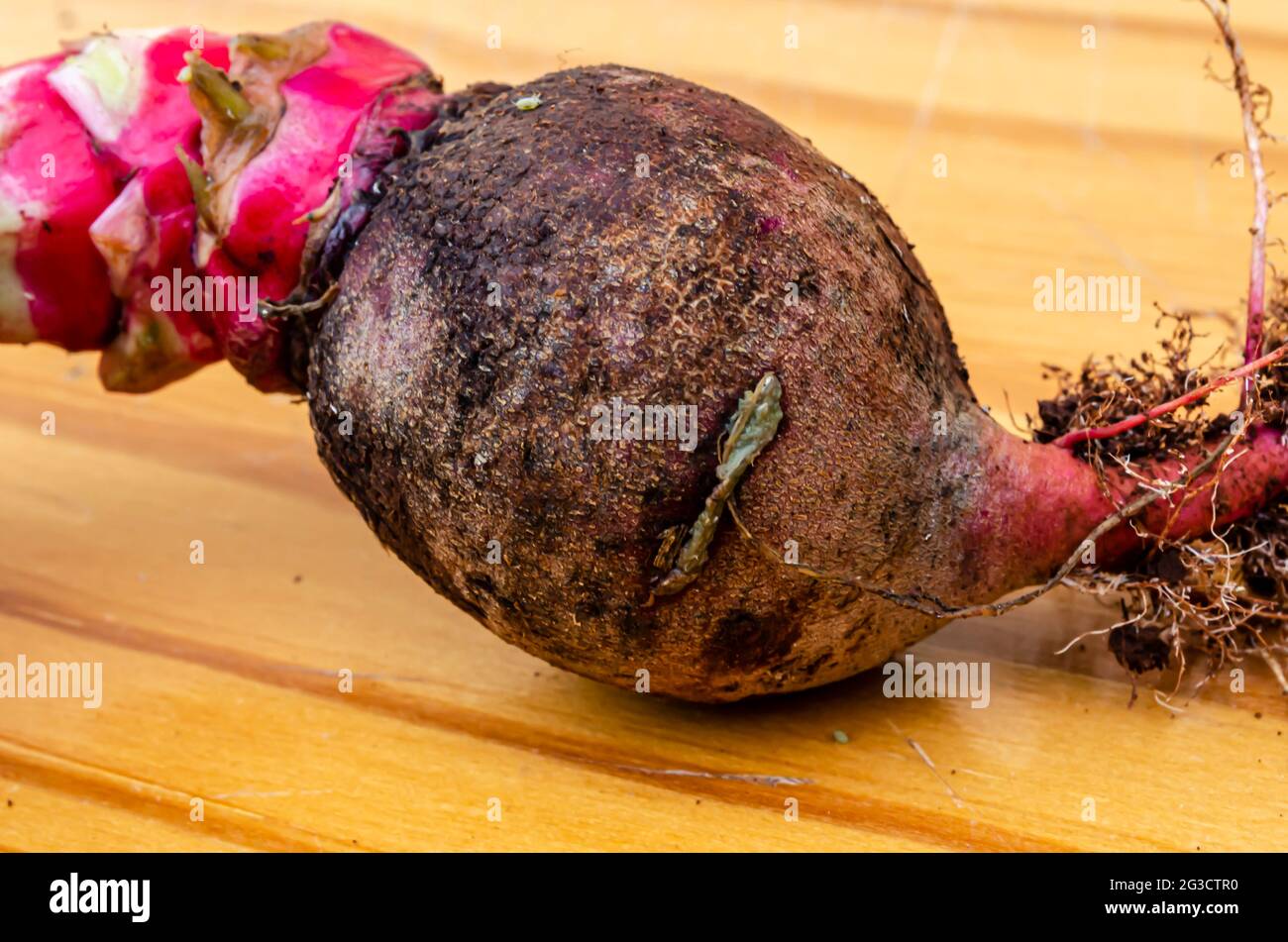Radial root hi-res stock photography and images - Alamy