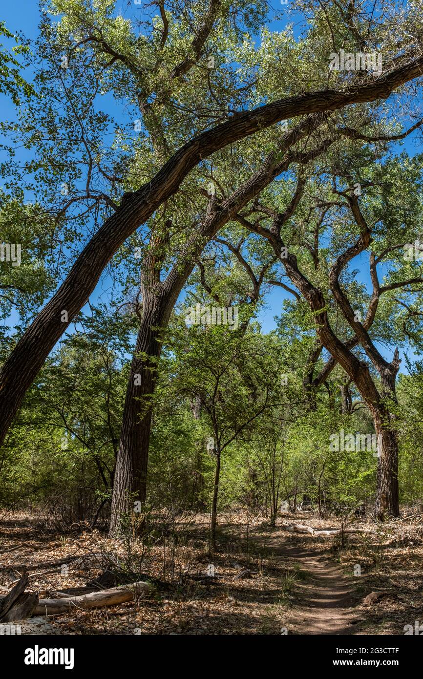 Paseo del bosque hi-res stock photography and images - Alamy