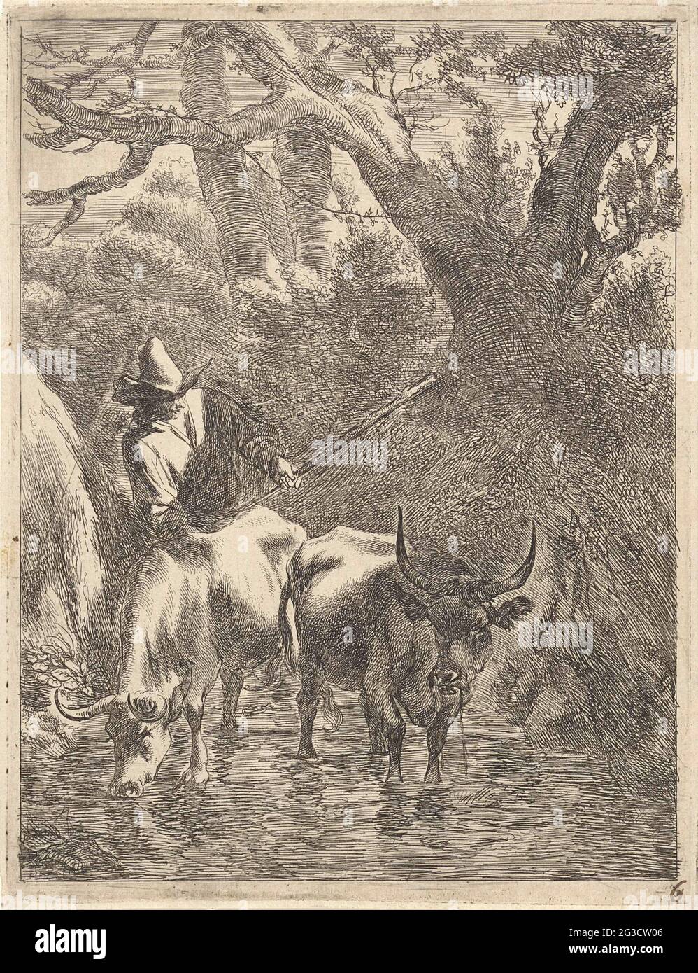 Shepherd drives two cattle through a stream; Diversa Animalia Stock ...