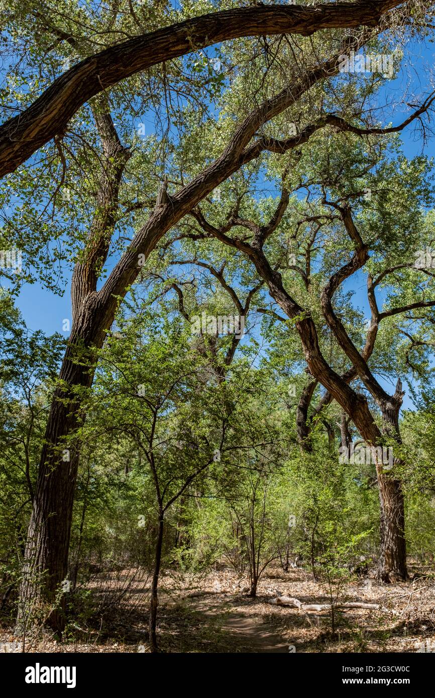 Flora of the rio grande valleys hi-res stock photography and images - Alamy