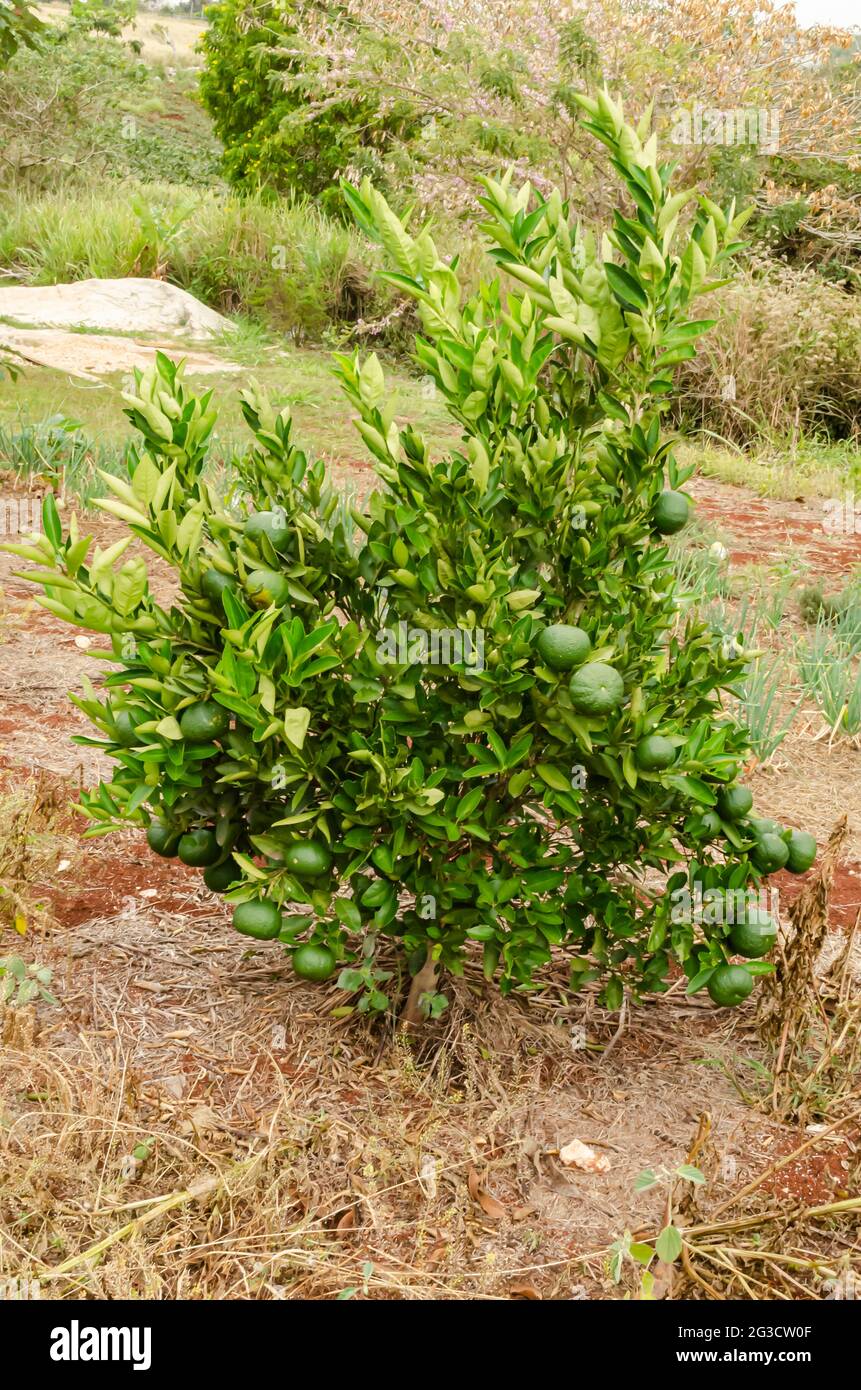 Evergreen citrus trees hi-res stock photography and images - Alamy