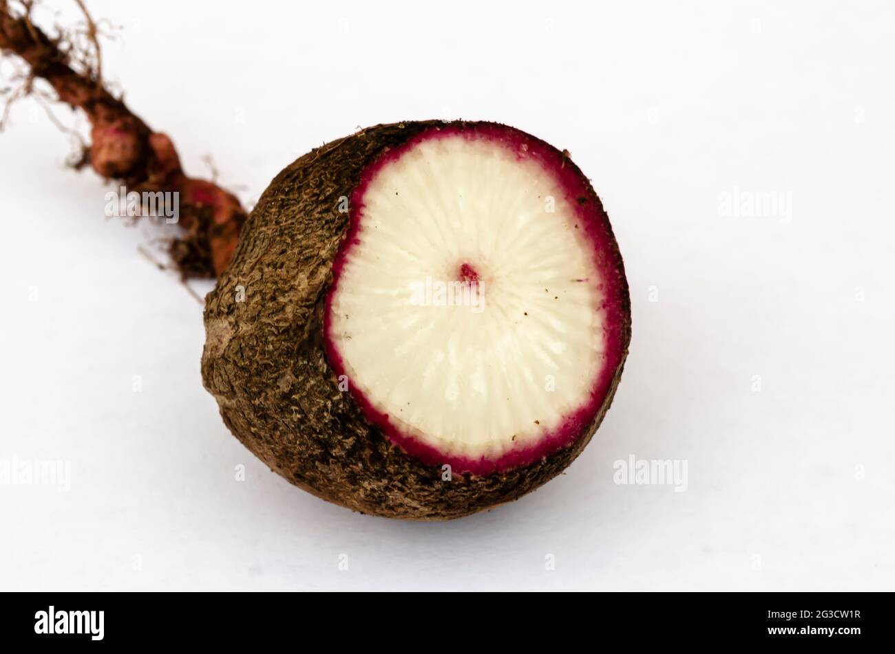 Radial section of angiosperms hi-res stock photography and images - Alamy