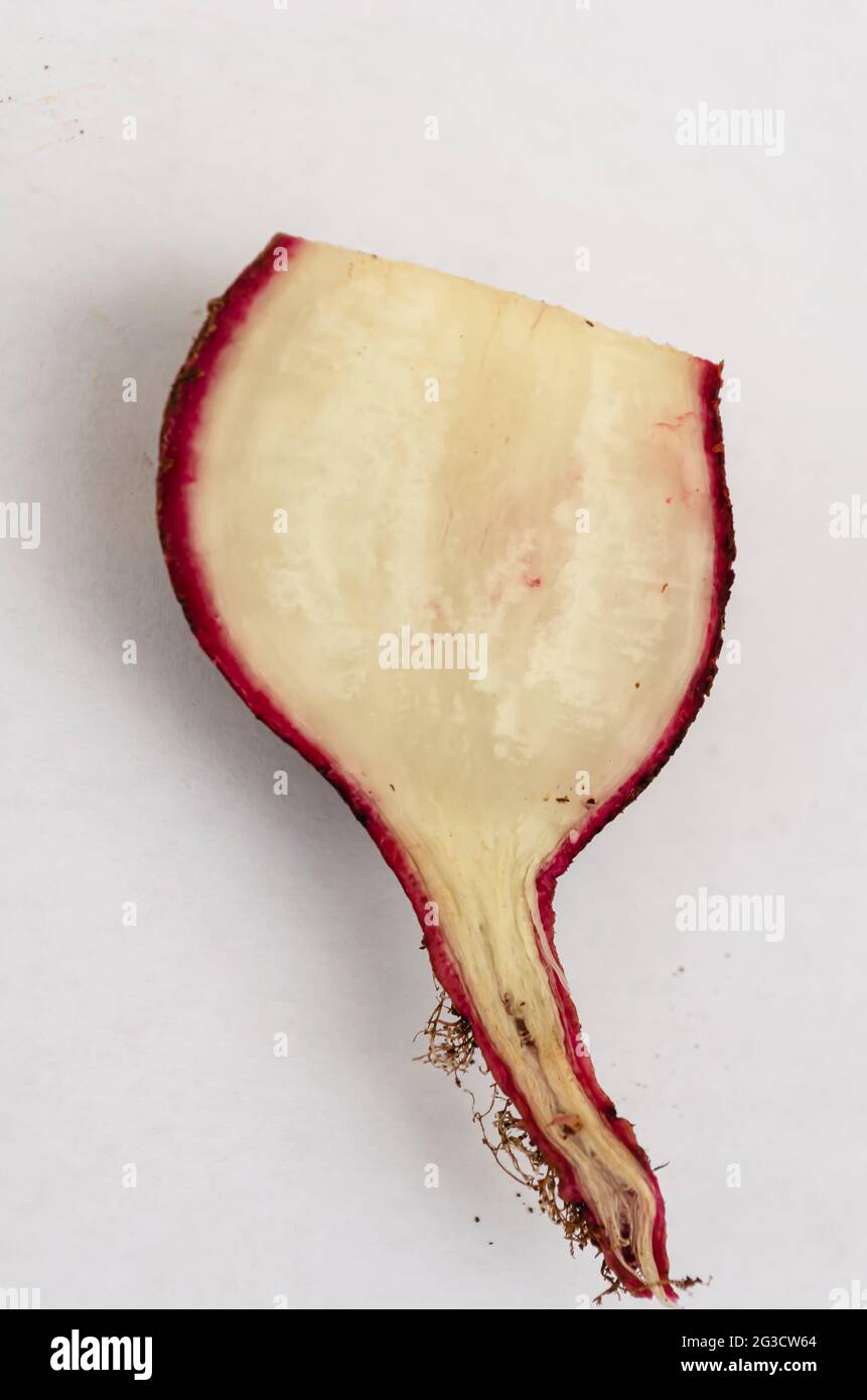 Radial section of angiosperms hi-res stock photography and images - Alamy