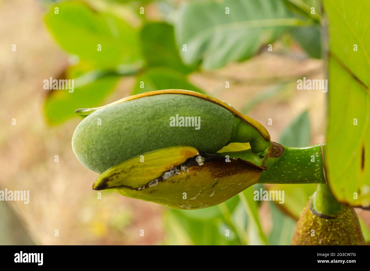 Jackfruit tree flower hi-res stock photography and images - Alamy