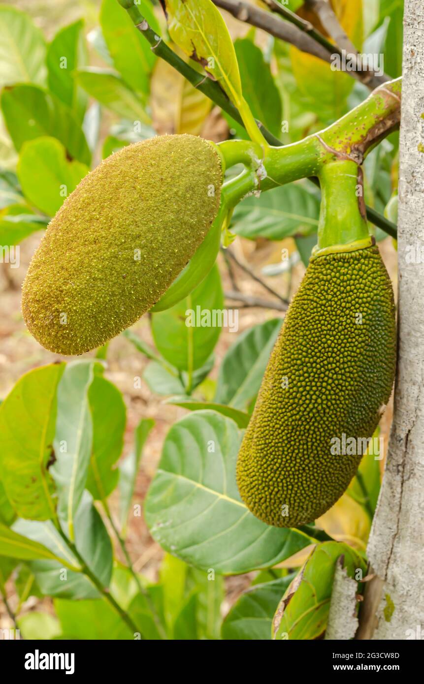 Jack fruit tree flower hi-res stock photography and images - Alamy
