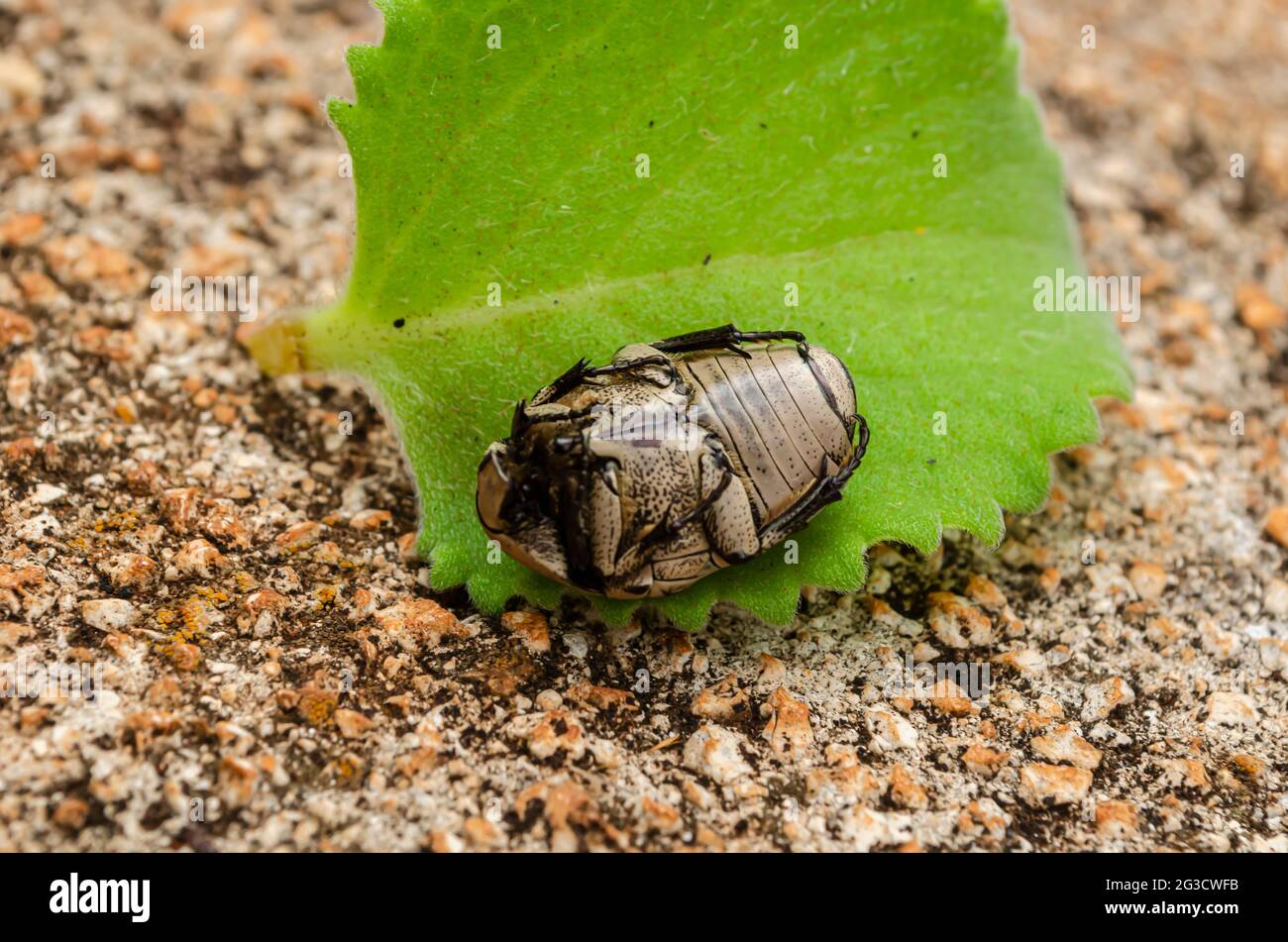 Underneath A New Bug Stock Photo - Alamy