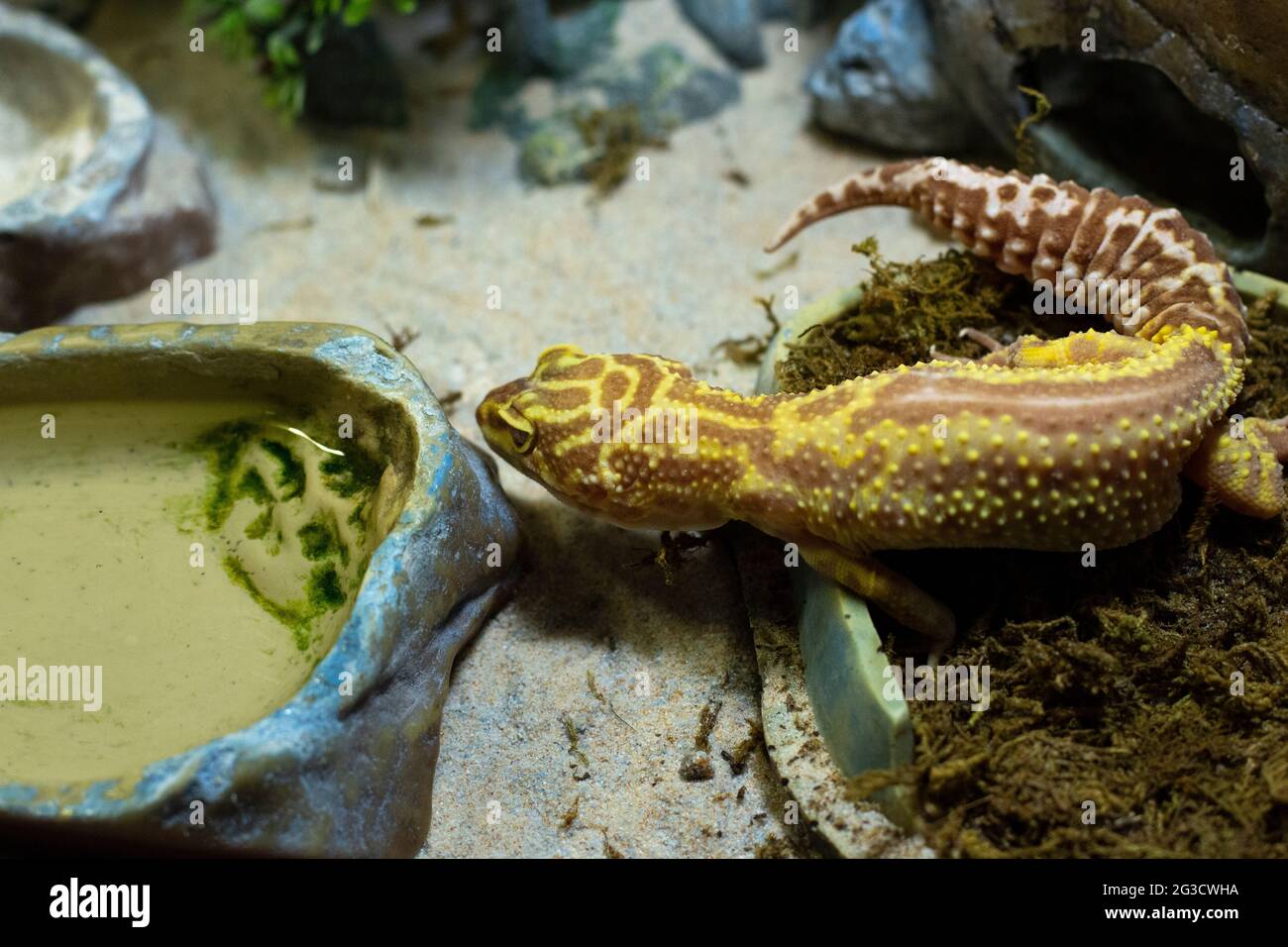 Lizard in the terrarium. Lizards care. Therarium for keeping a reptile ...