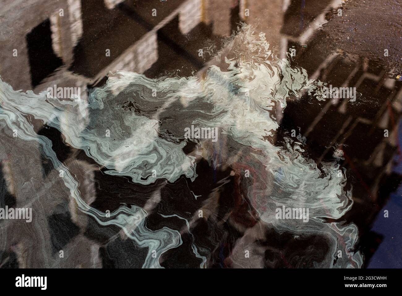 Pollen grains in water hi-res stock photography and images - Alamy