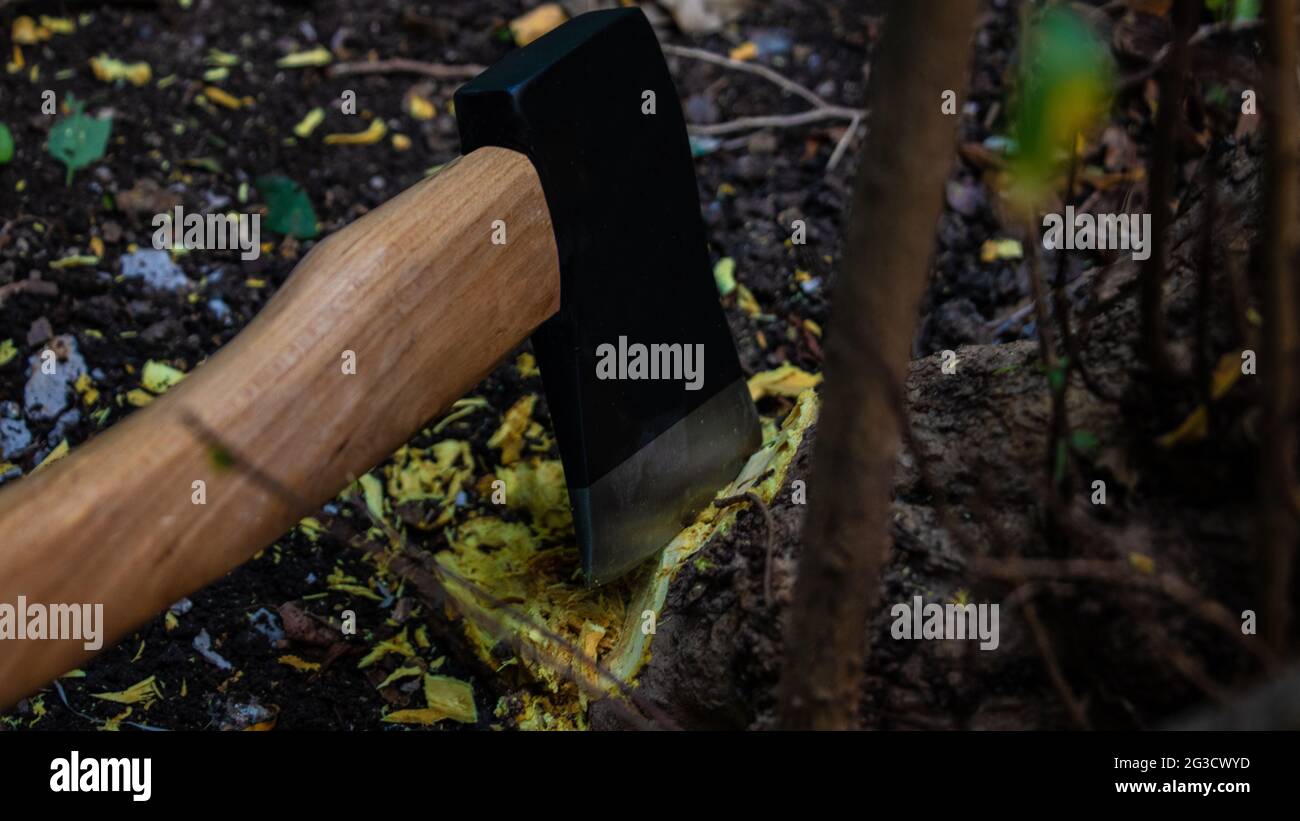 Throwing tree with an ax Stock Photo - Alamy
