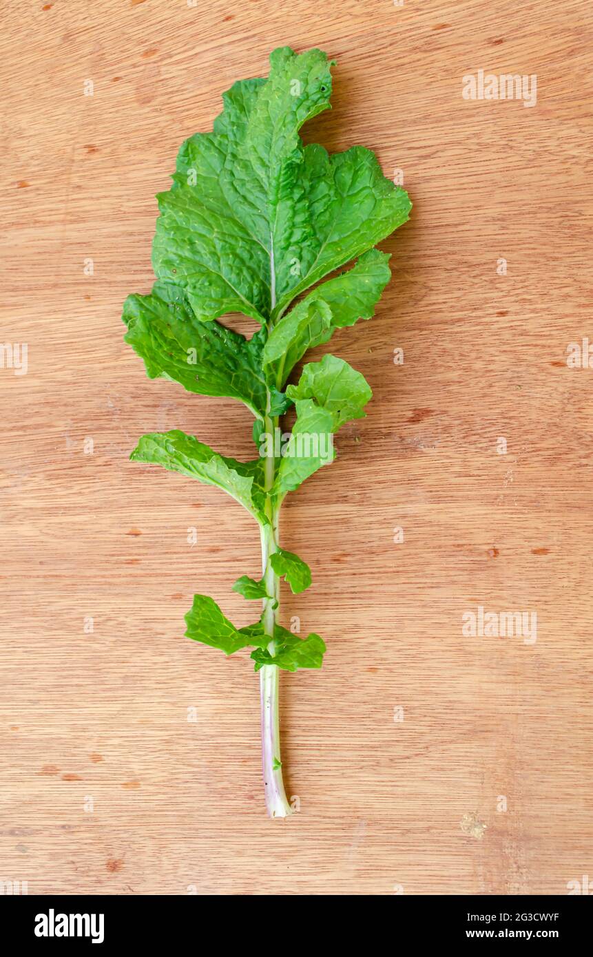 Undulate leaf margins hi-res stock photography and images - Alamy