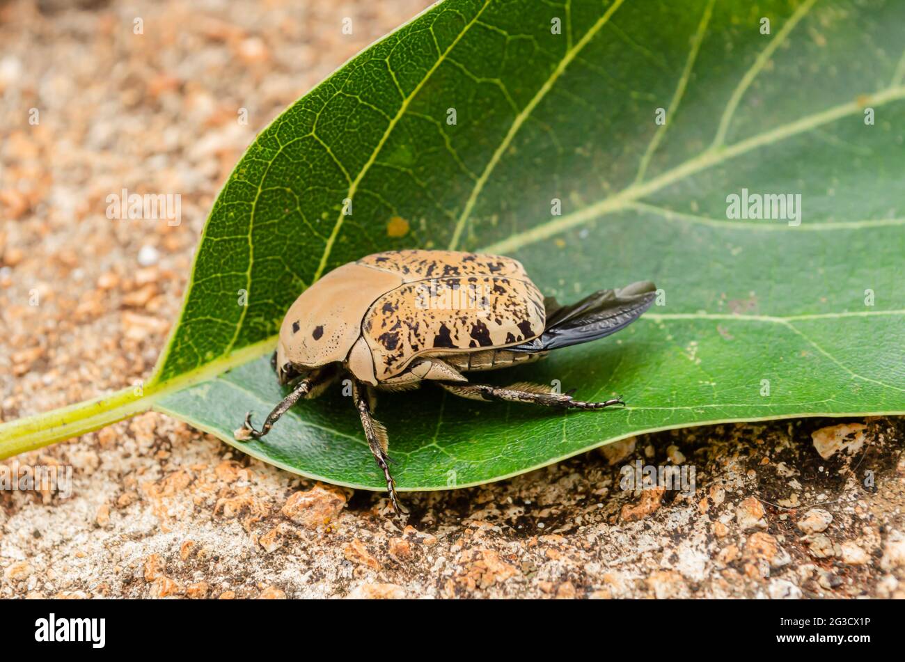 News animals insects hi-res stock photography and images - Alamy