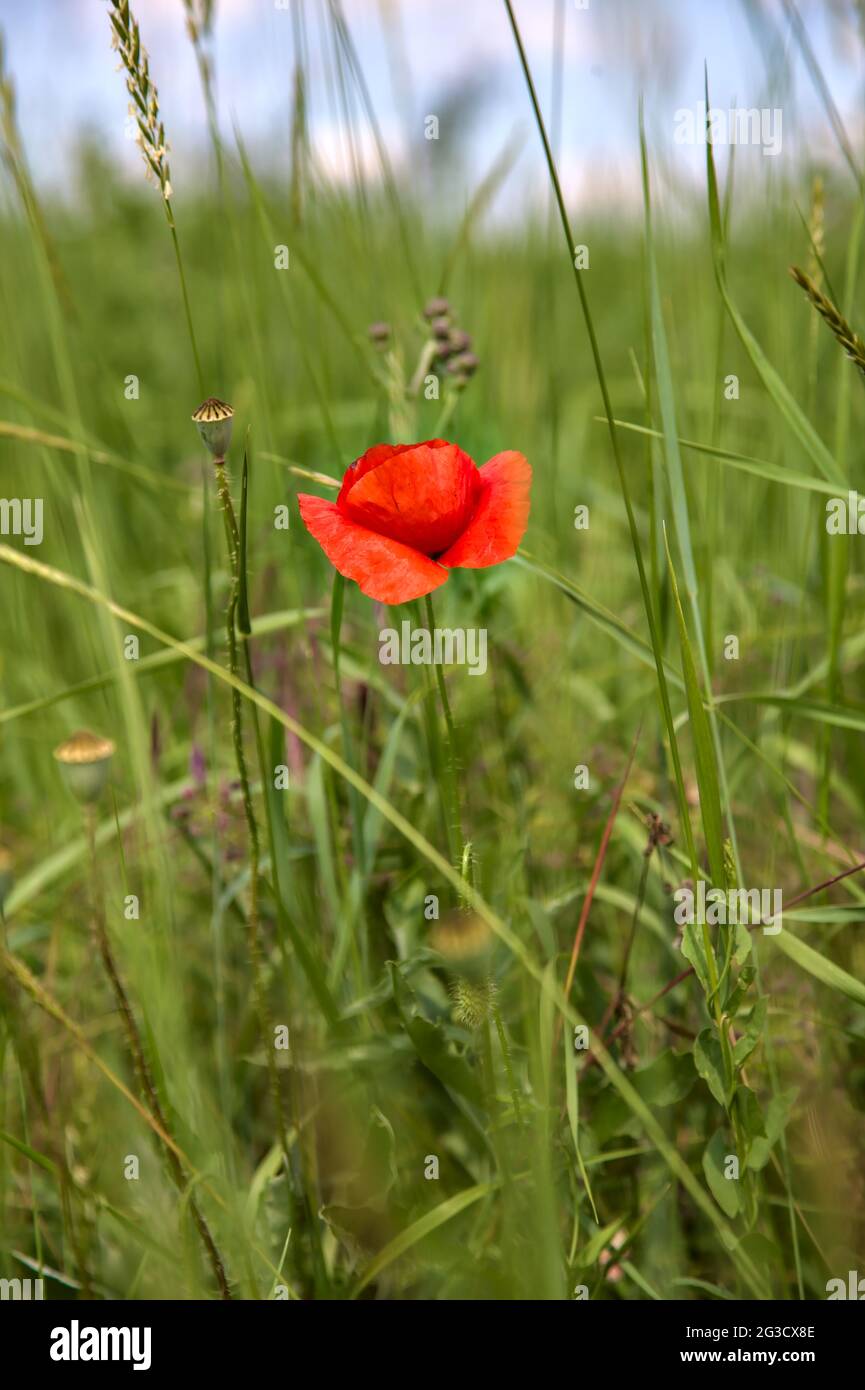 Poppy in the grass with the sky in background seen up close Stock Photo ...