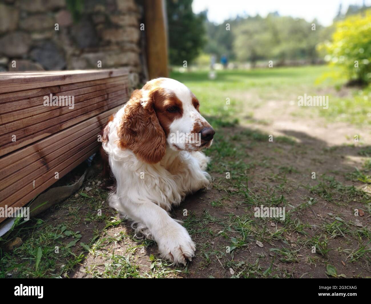 Adorable hunting spaniel outdoors Stock Photo - Alamy