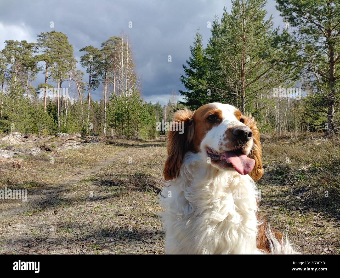 Adorable hunting spaniel outdoors Stock Photo - Alamy