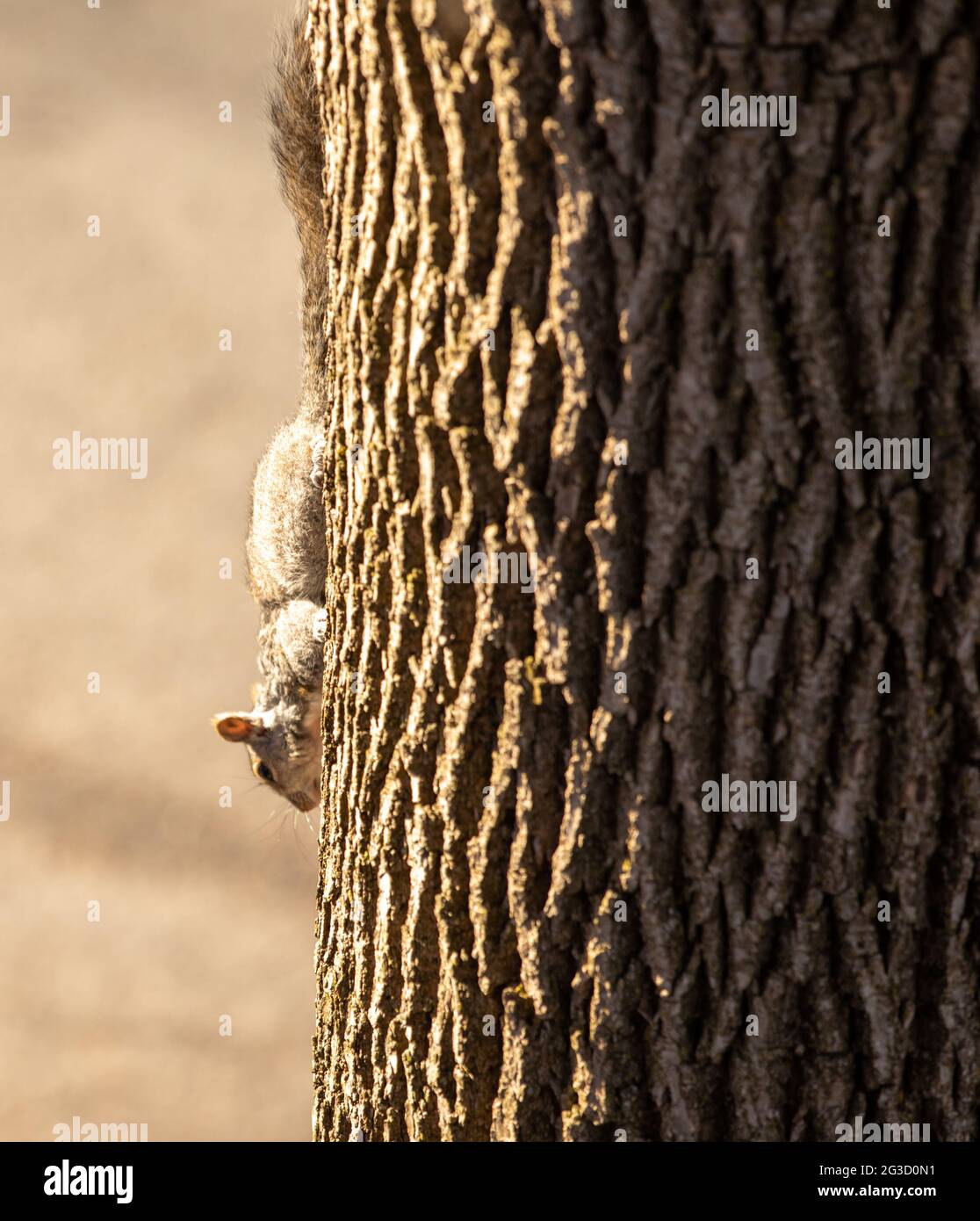 side view of a grey squirrel climbing down a big tree in the city with ...