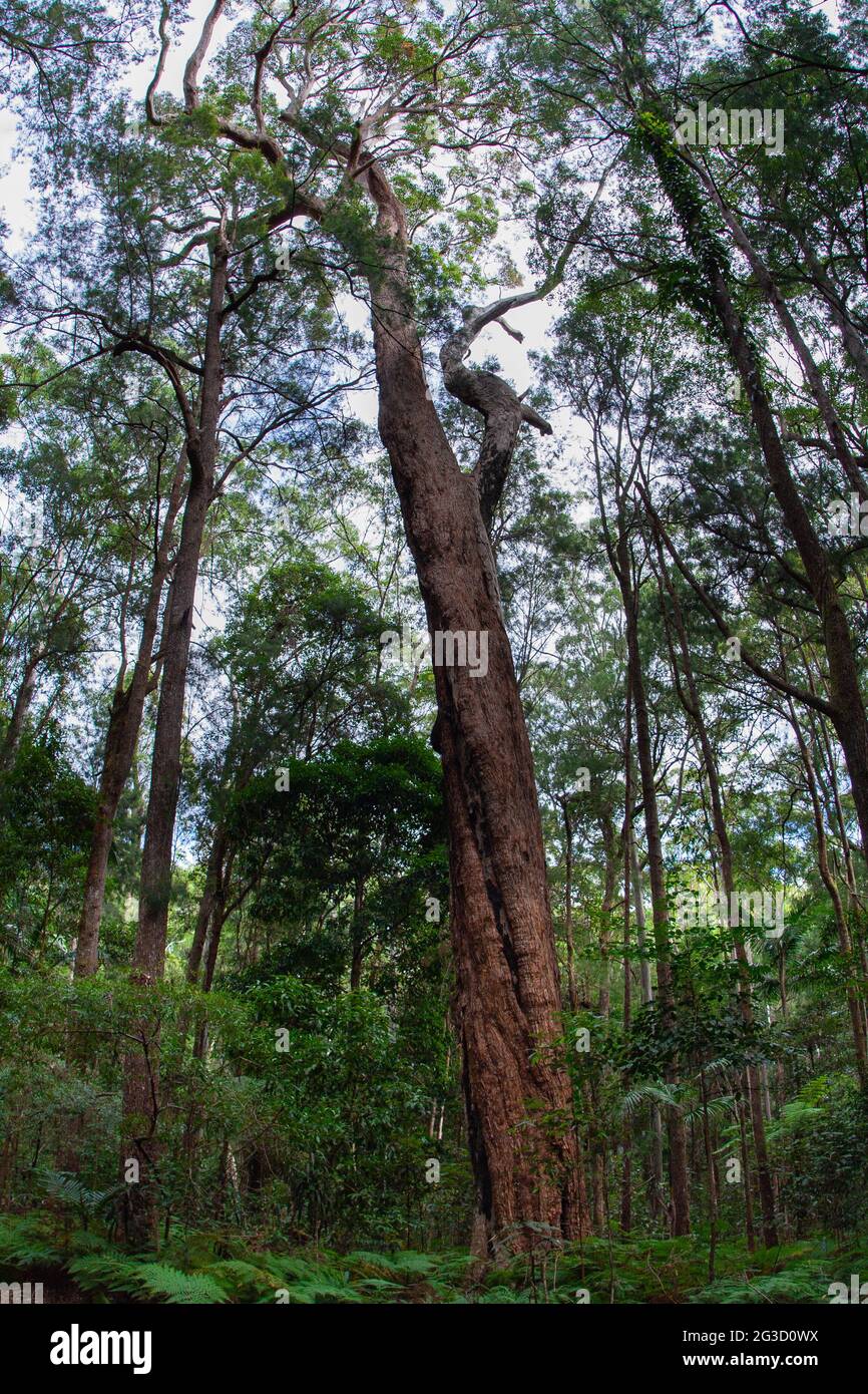 Tree at Apple Tree Park at Springbrook National Park Stock Photo - Alamy