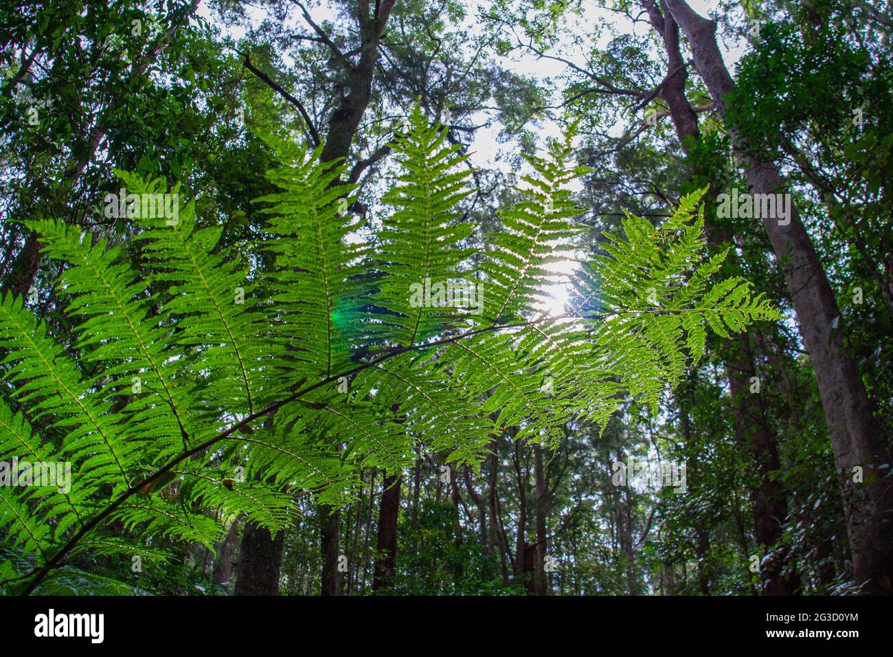 Fern branch and sunlight at Apple Tree Park at Springbrook National ...