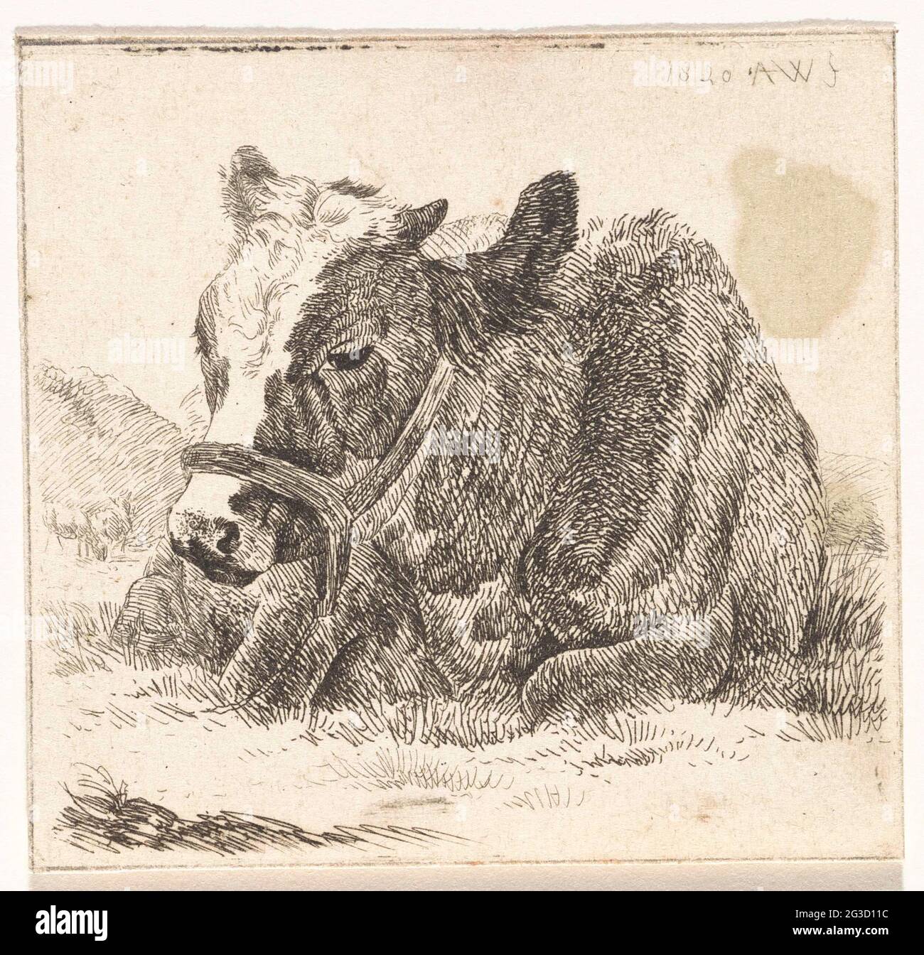 Lying cow. There is a cow with a halter in the grass. She has brushed ...