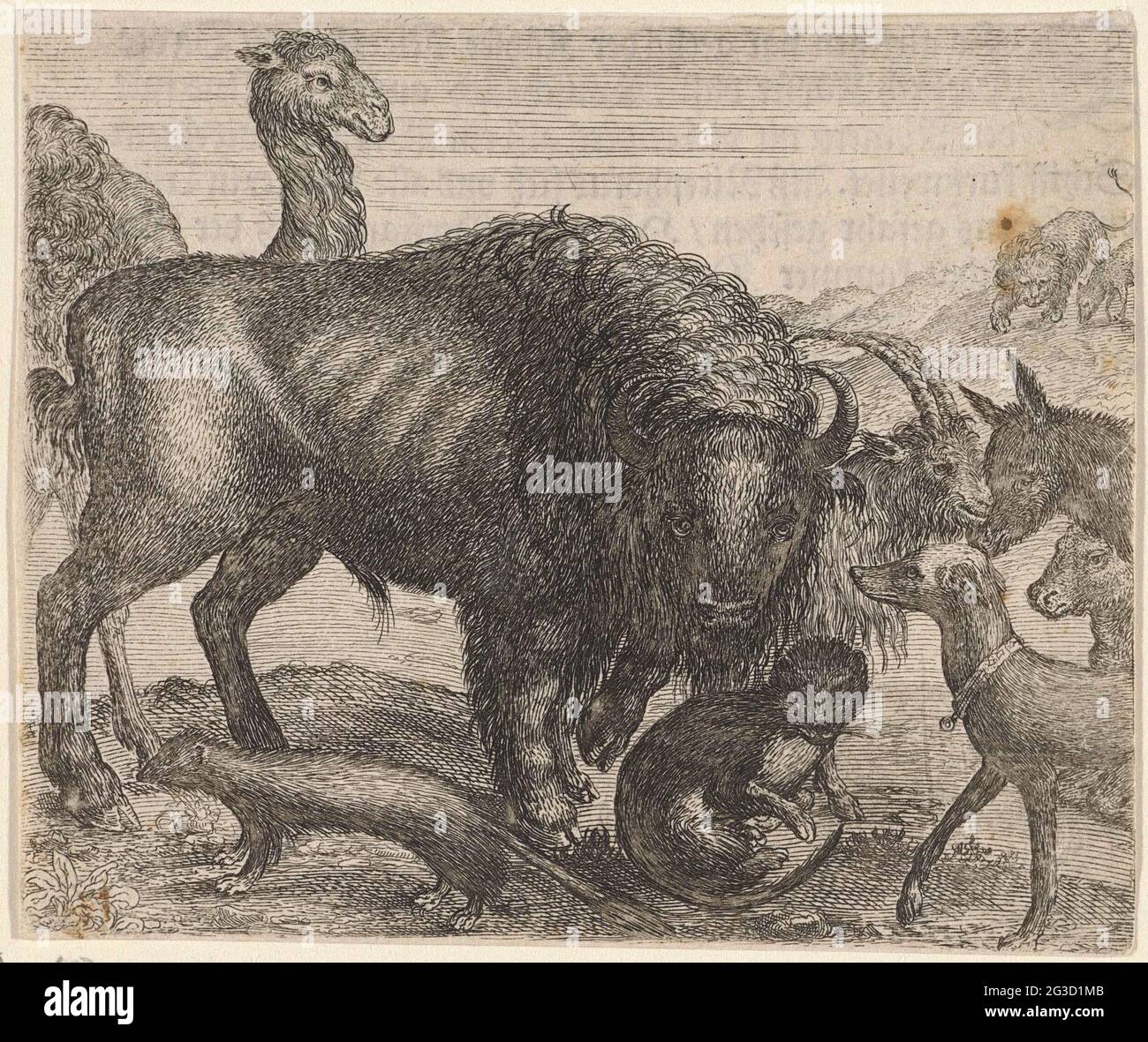 Fable of the bison and the other animals. A bison, a fox, a dog, a cow ...