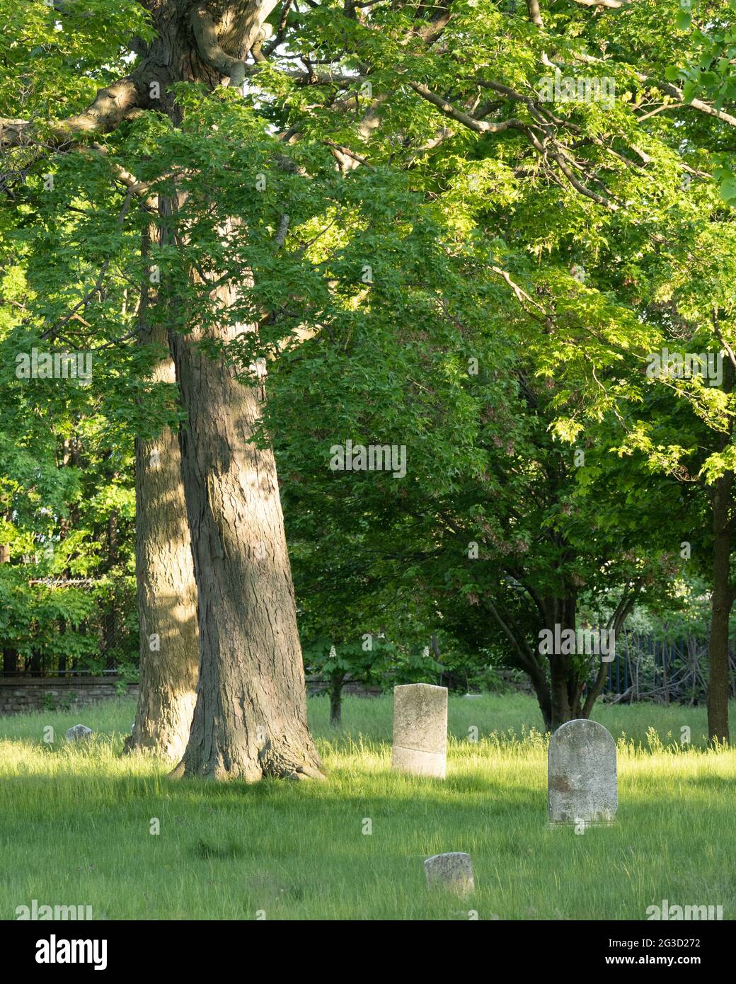 Gravestone under a tree hi-res stock photography and images - Alamy