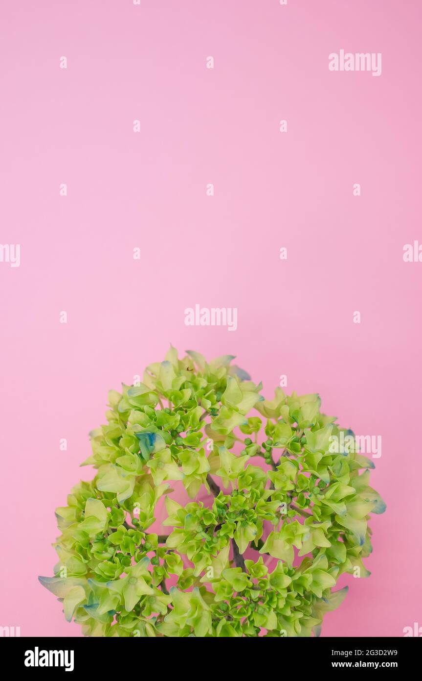 Vertical shot of french hydrangea buds on a pink surface with space for ...
