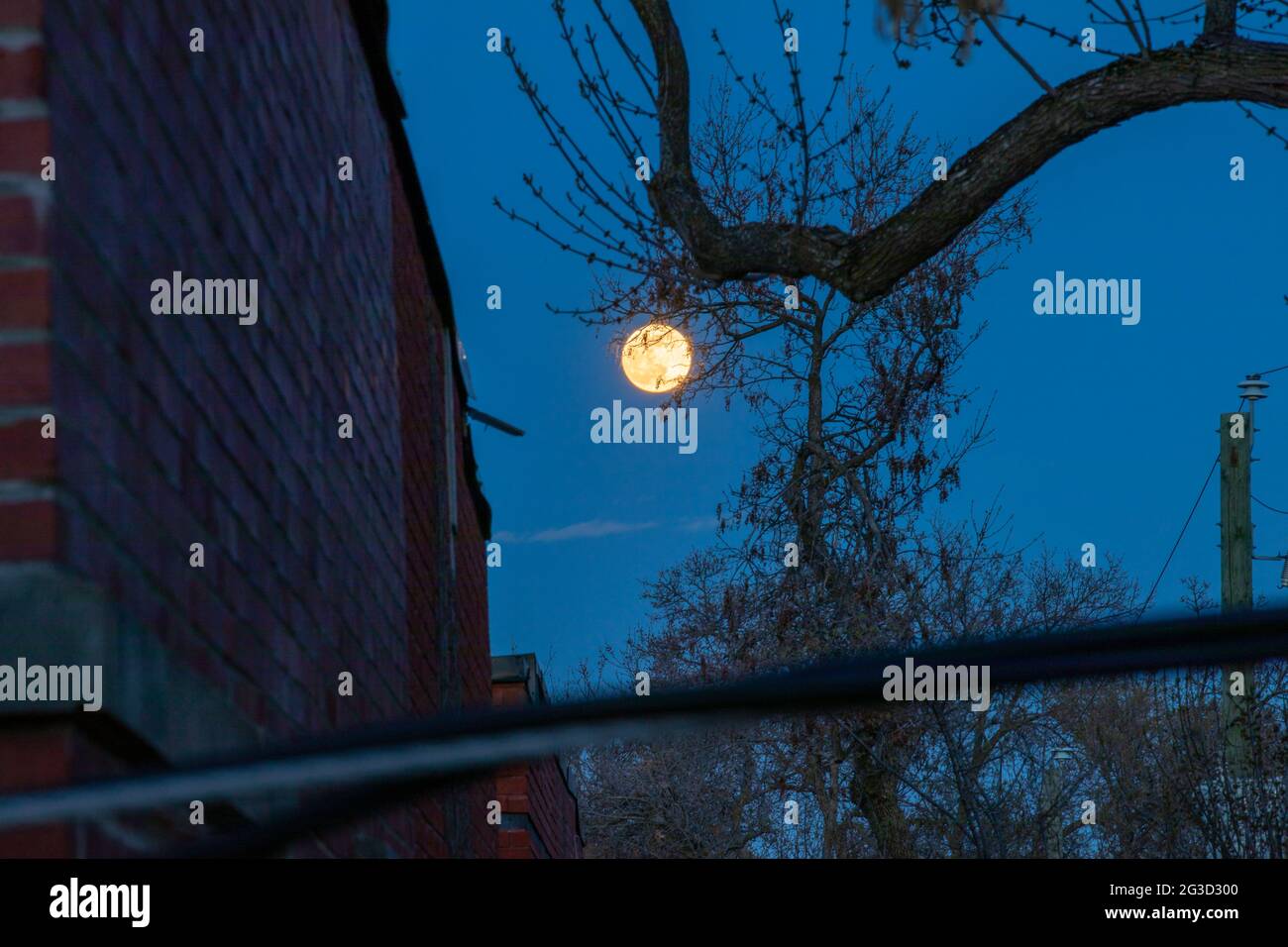 View of a full moon outdoor with dark blue sky and a tree branch in the ...