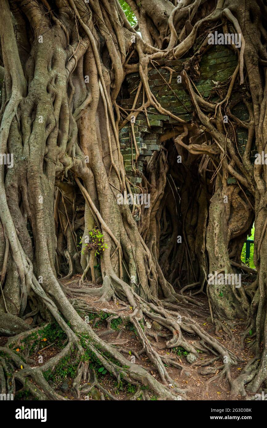 Tree roots house hi-res stock photography and images - Alamy