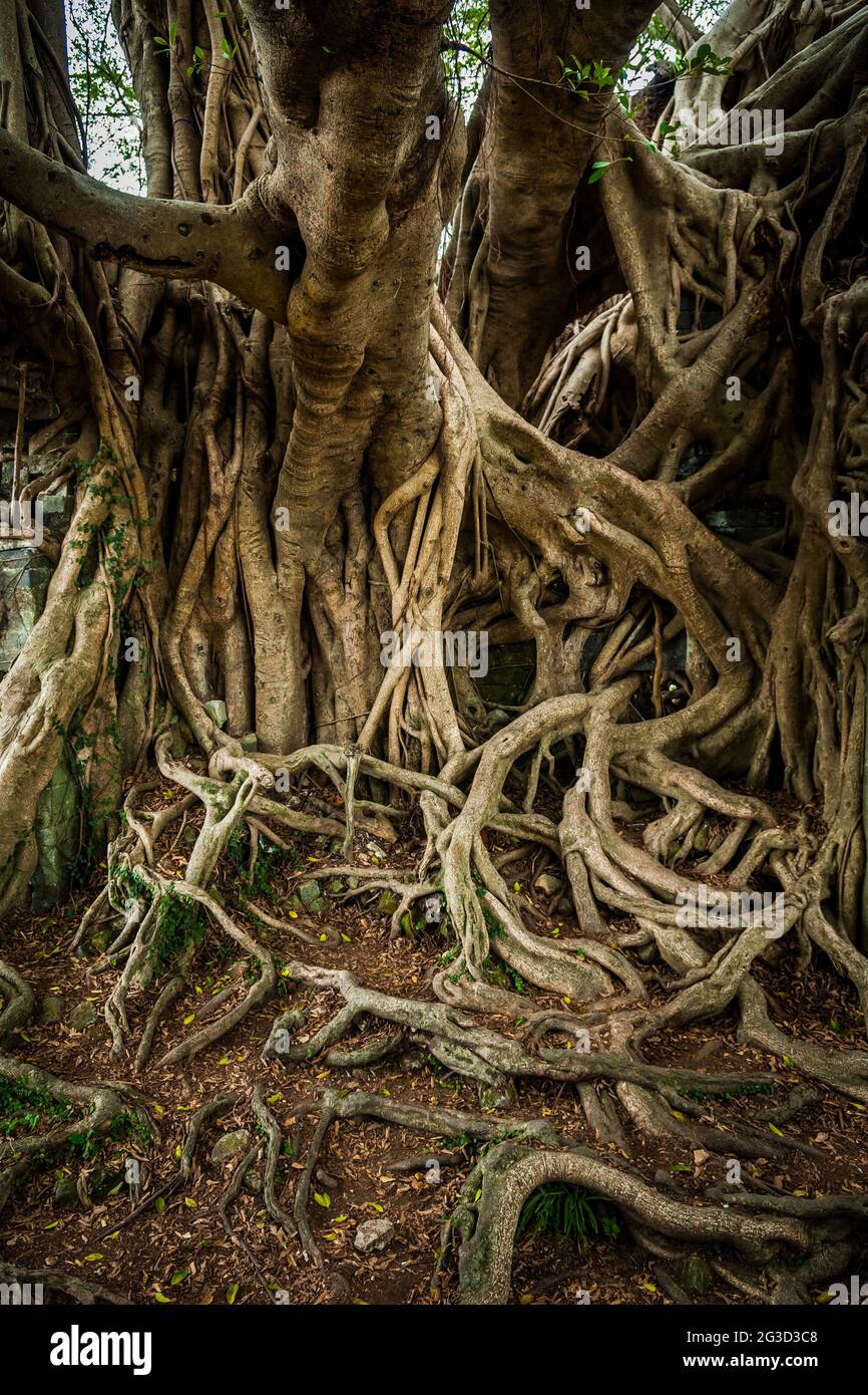 Tree roots house hi-res stock photography and images - Alamy