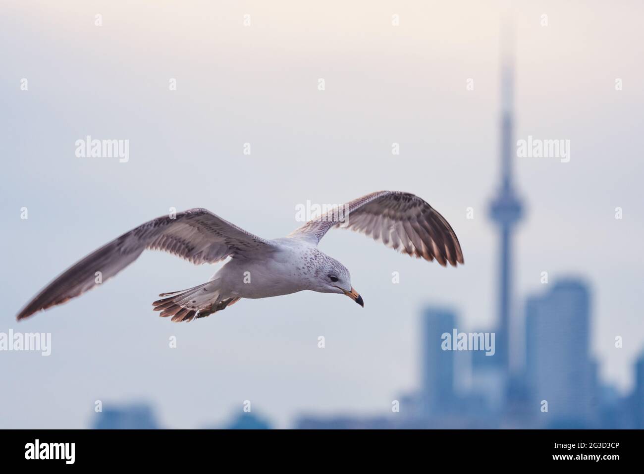 Closeup shot of a seagull flying Stock Photo - Alamy