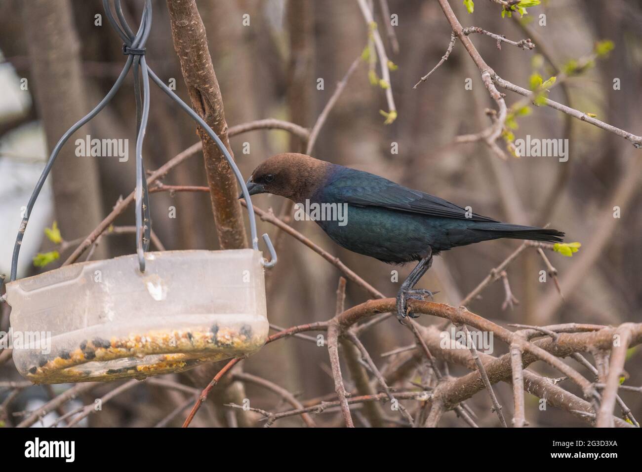 Brown headed cow corpse hi-res stock photography and images - Alamy