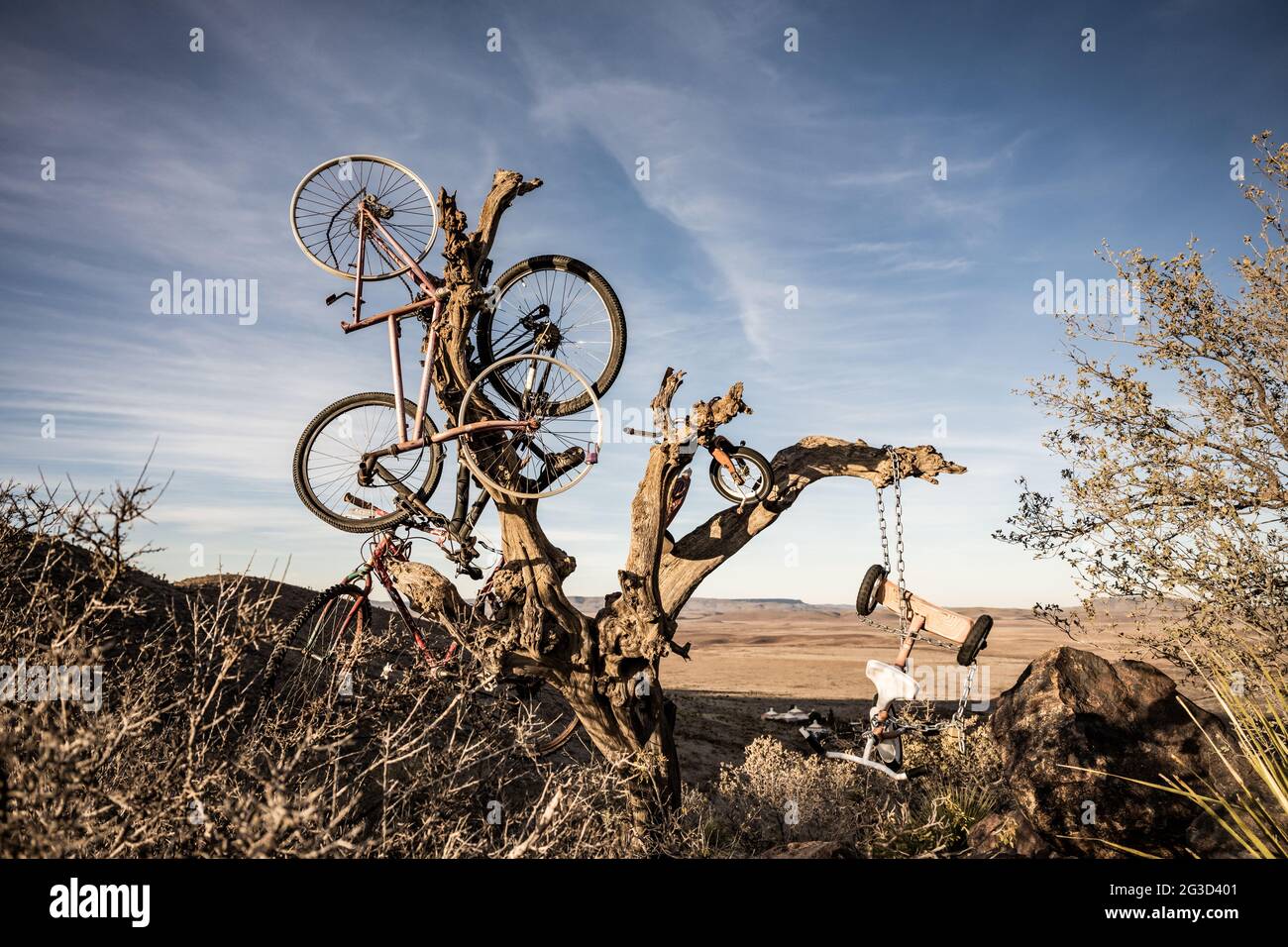 Bicycle Burial Ground on Tree in Texas desert Stock Photo - Alamy